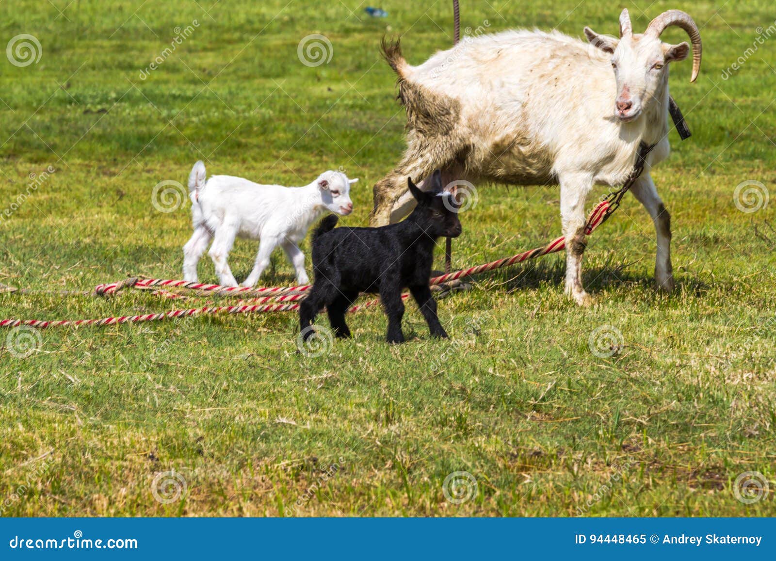 The Goat Walks in the Clearing with Its Kids Stock Image - Image of ...