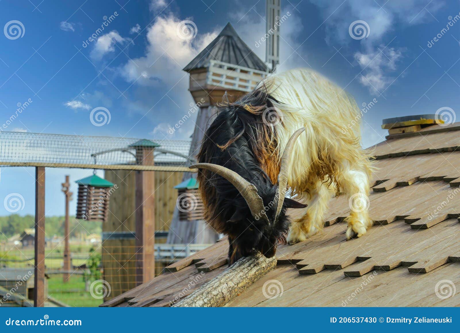 The Goat Walks on the Roof of a Small Building Stock Photo - Image of ...