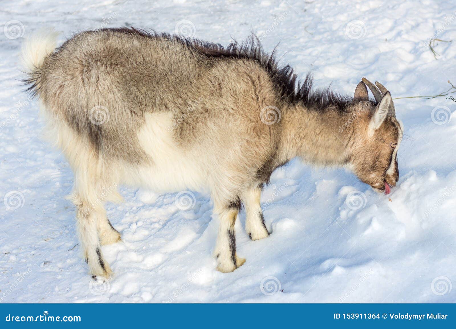 The Goat Walks in the Snow in Winter_ Stock Photo - Image of wildlife ...
