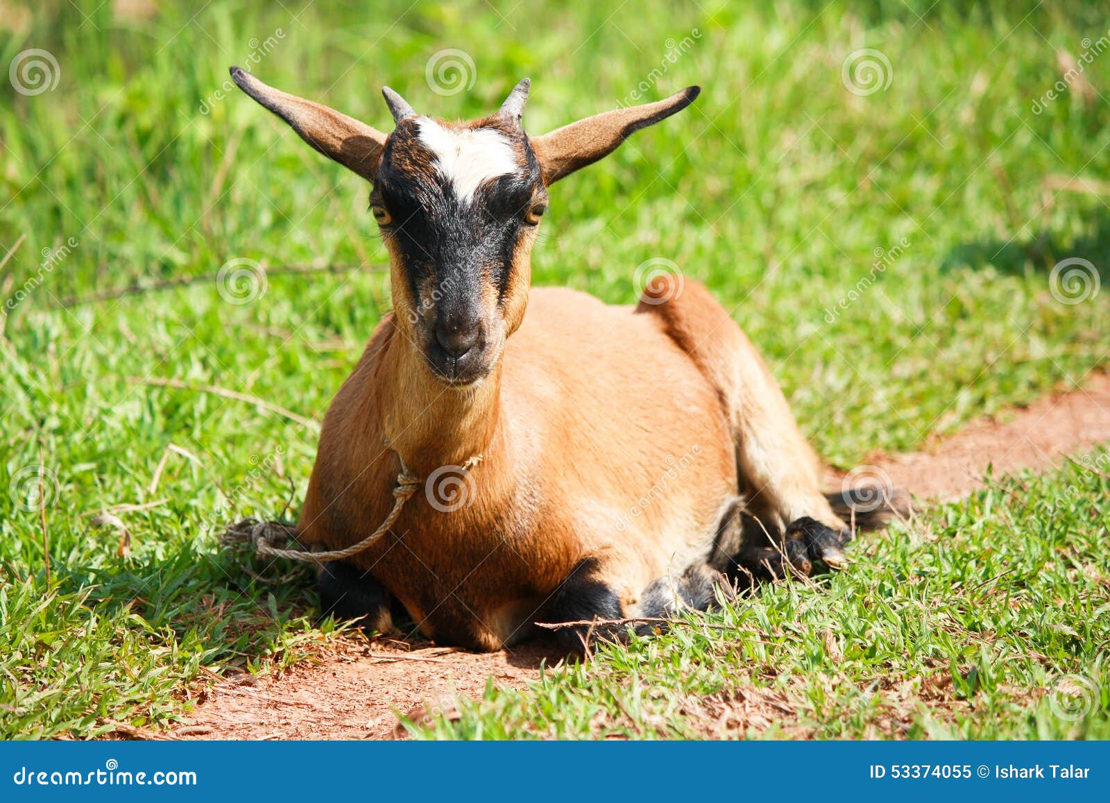 Goat was sitting stock image. Image of natural, grass - 53374055