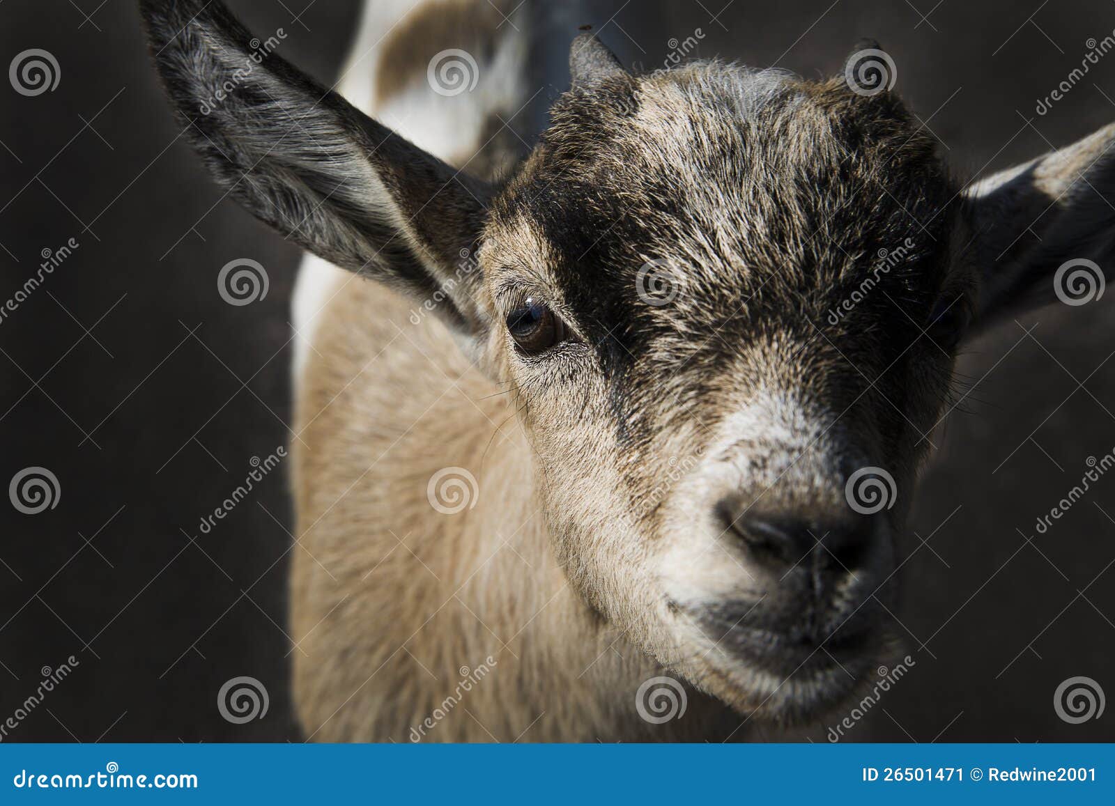 Goat Watch in Lens with Curious Look Stock Image - Image of field, hide ...