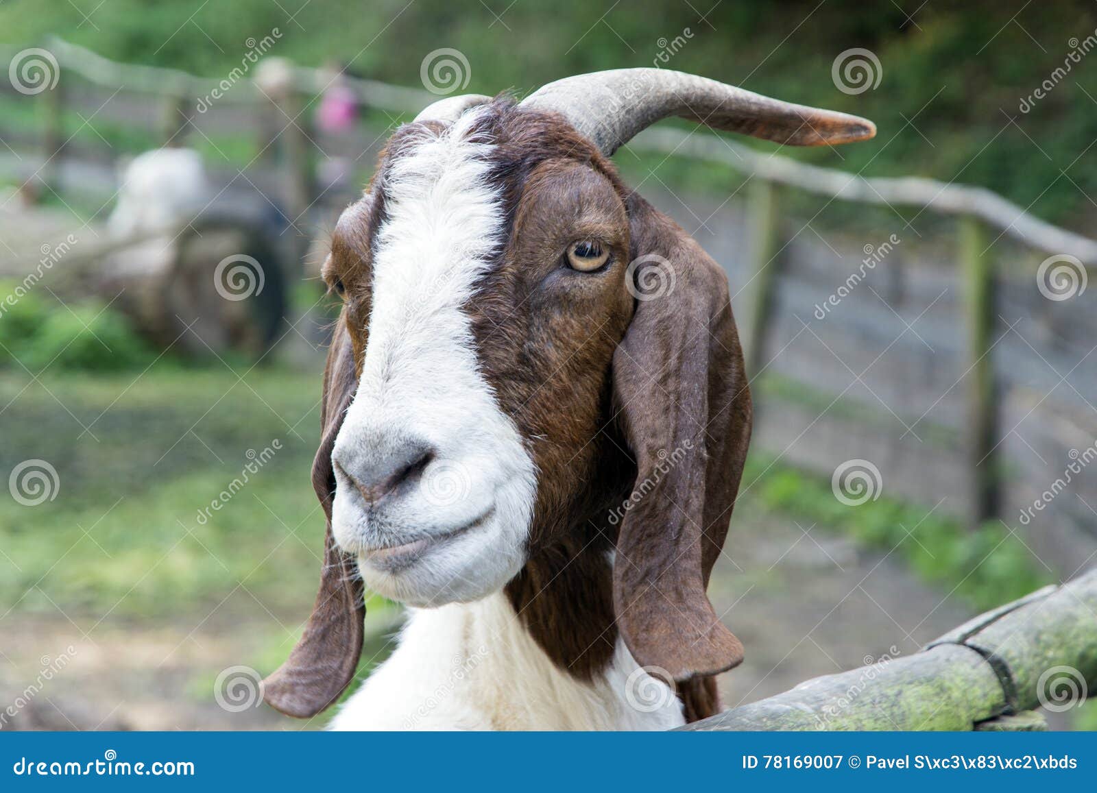 Goat Watching Around Corral Stock Image - Image of detail, outdoor ...