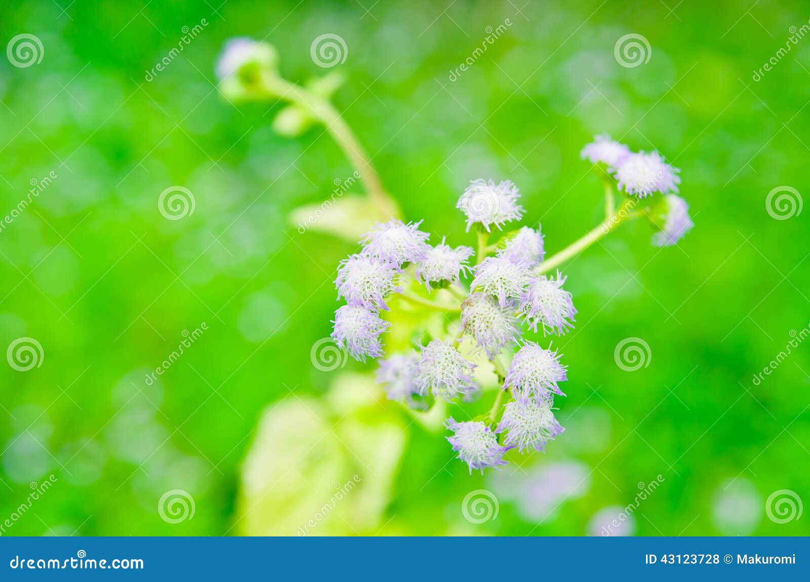 Goat weed flower bloom stock photo. Image of grow, blooming - 43123728