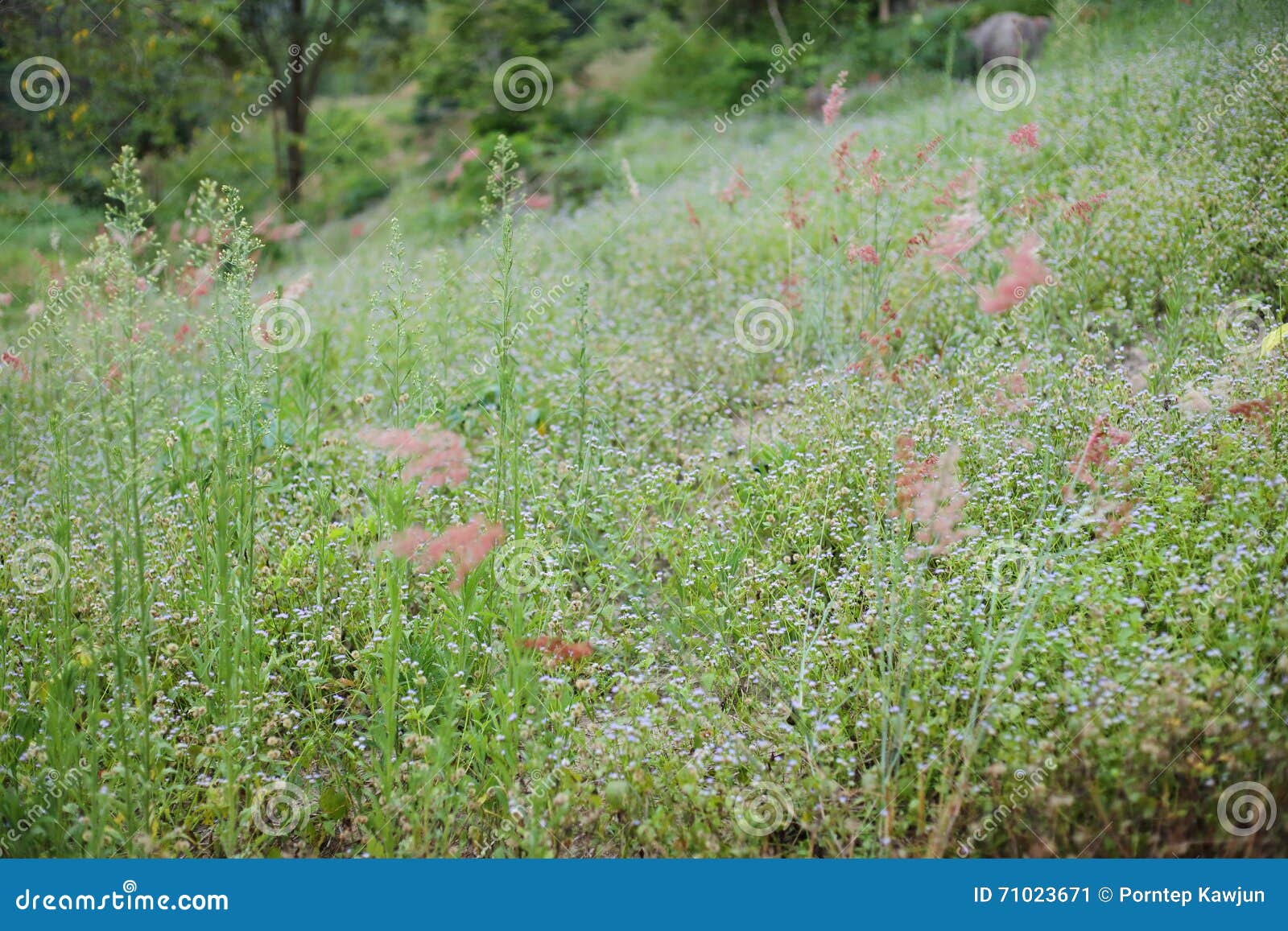 Goat weed flower stock image. Image of conyzoides, country - 71023671