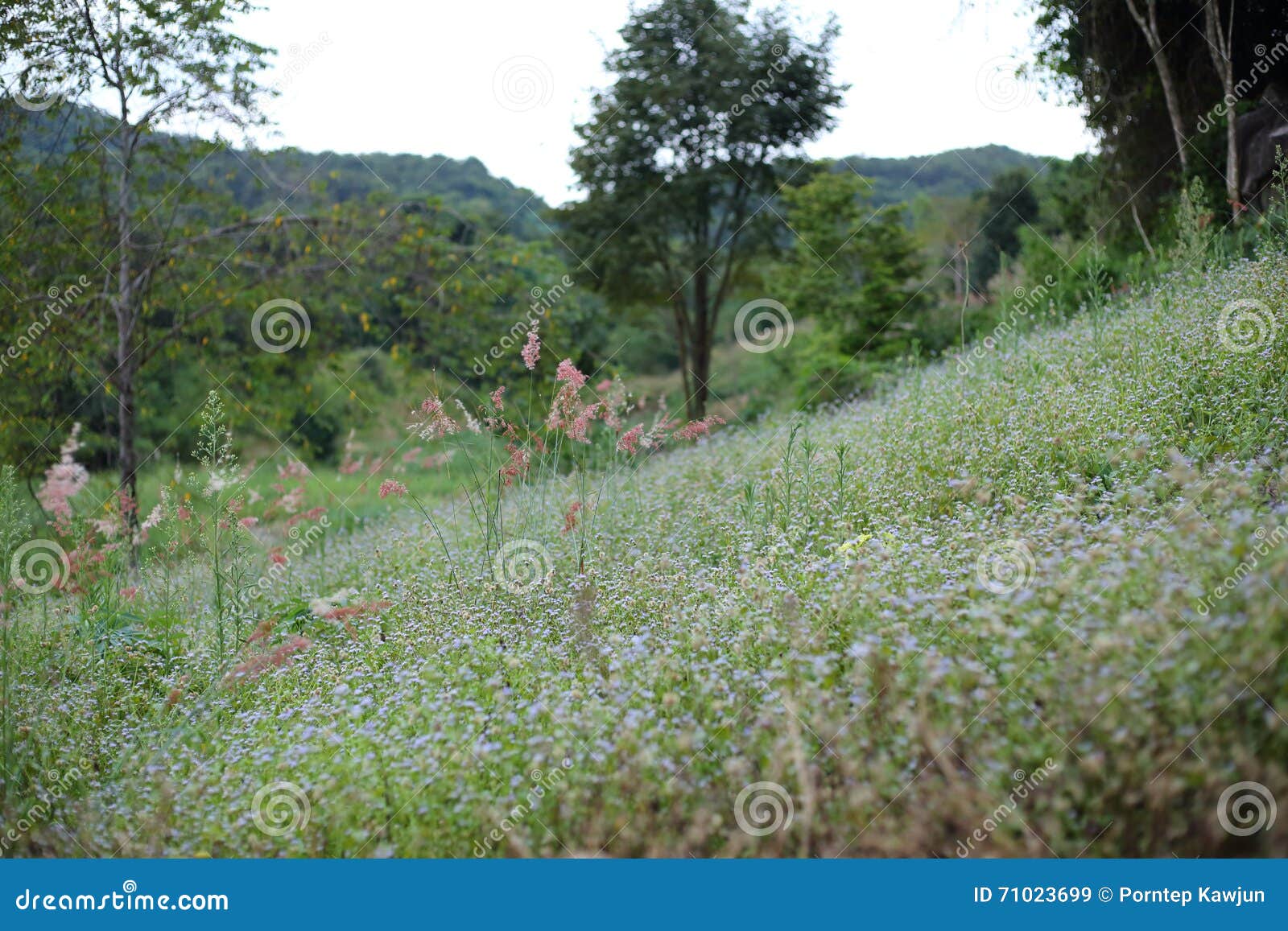 Goat weed flower stock image. Image of beautiful, floral - 71023699