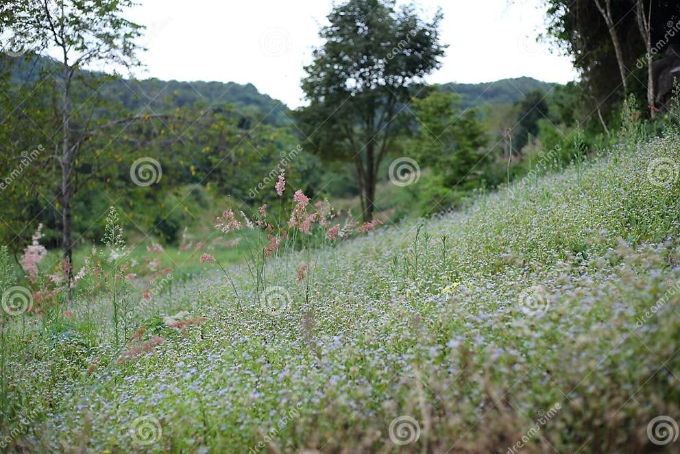 Goat weed flower stock image. Image of beautiful, floral - 71023699