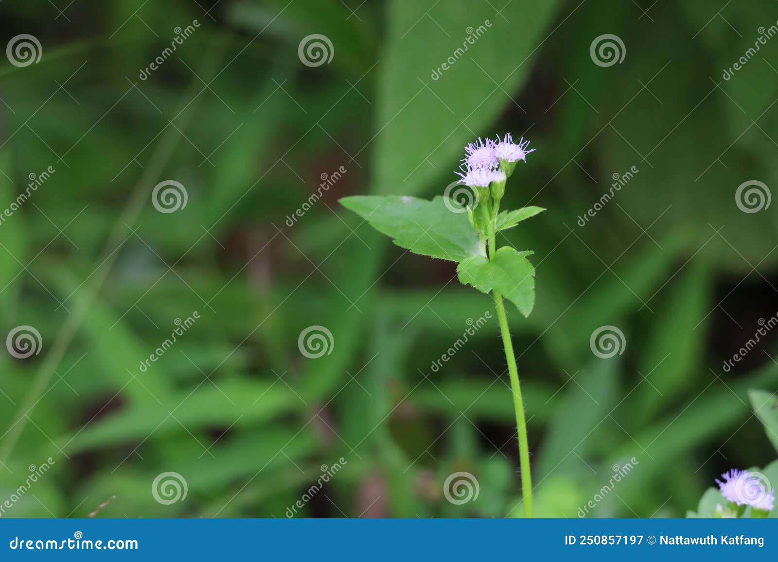 Goat Weed stock image. Image of prairie, wildflower - 250857197