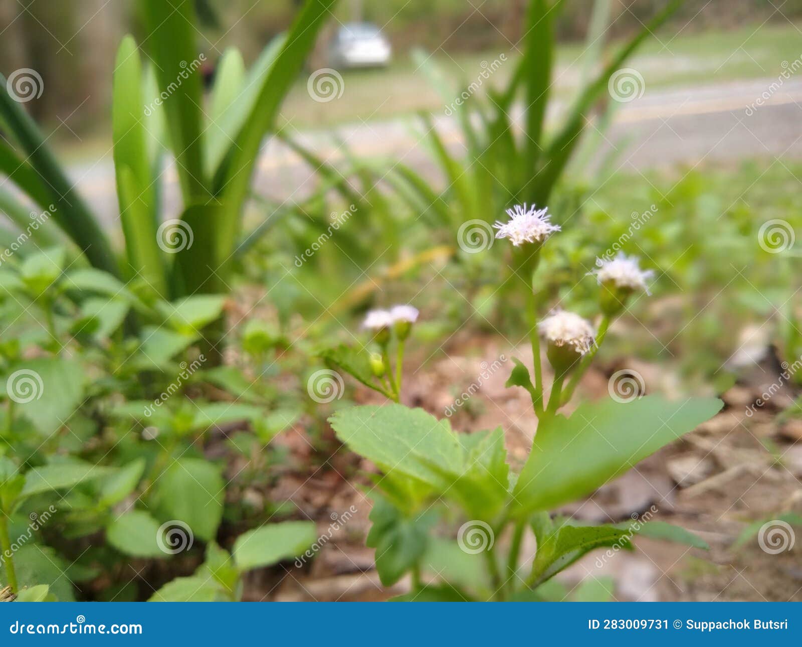 Goat Weed stock image. Image of weed, herb, meadow, travellife - 283009731