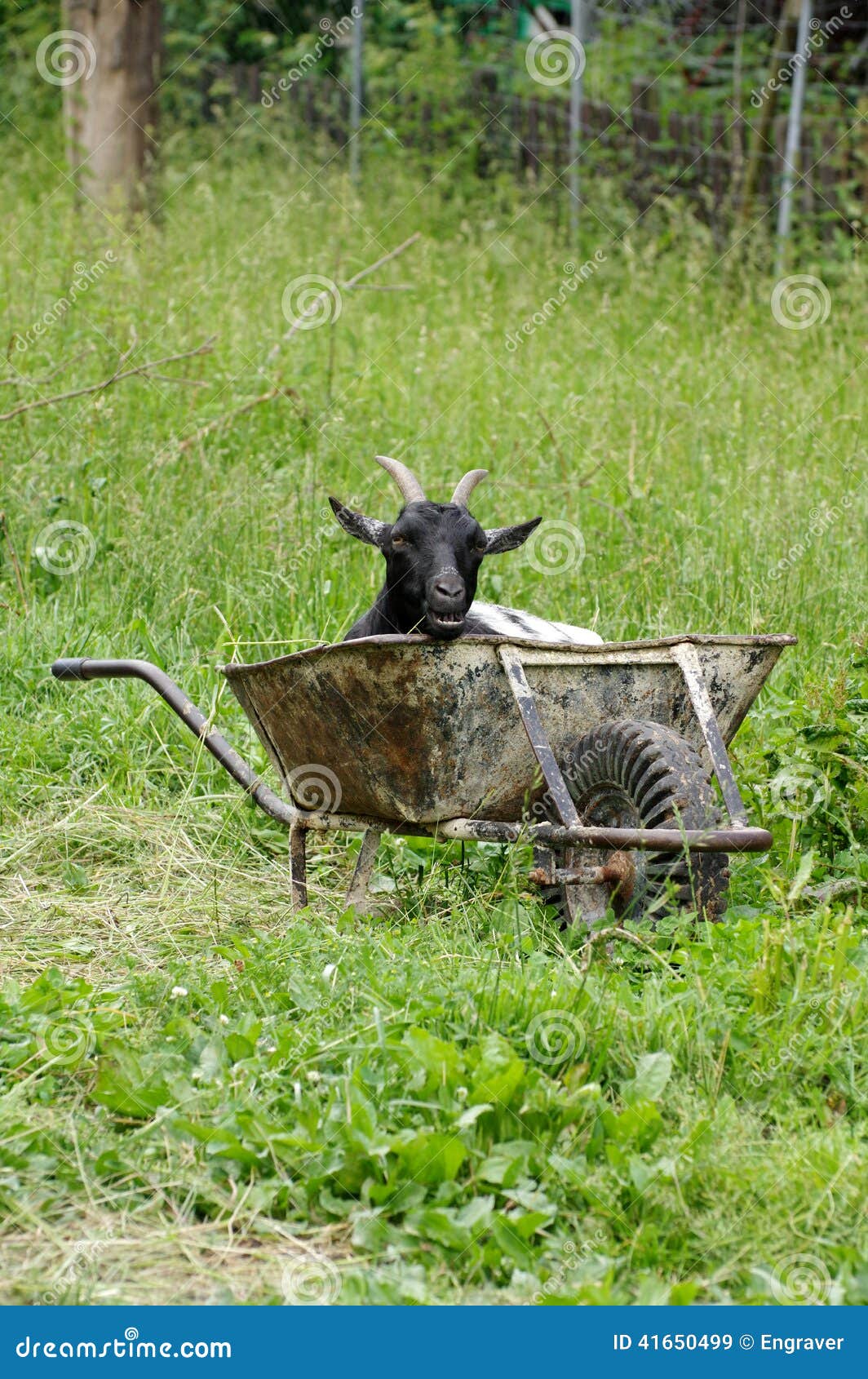 Goat in a wheel barrow stock image. Image of wheel, wheelbarrow - 41650499