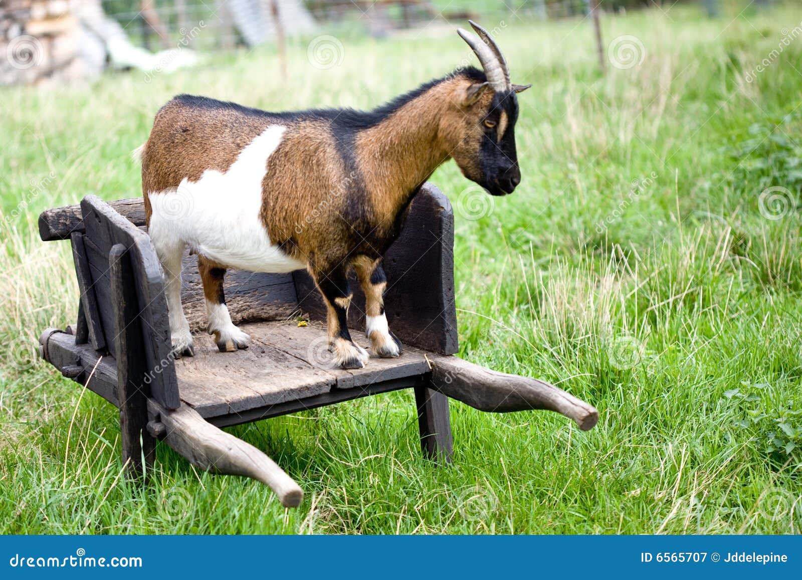 Goat and wheelbarrow stock image. Image of countryside - 6565707