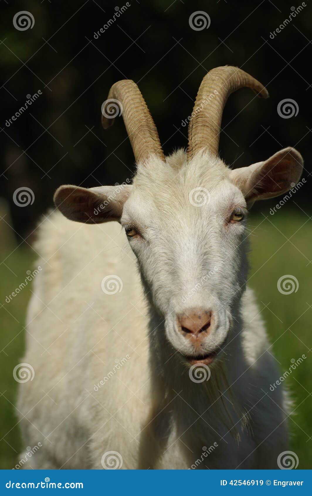 Goat white 2 stock image. Image of rural, countryside - 42546919