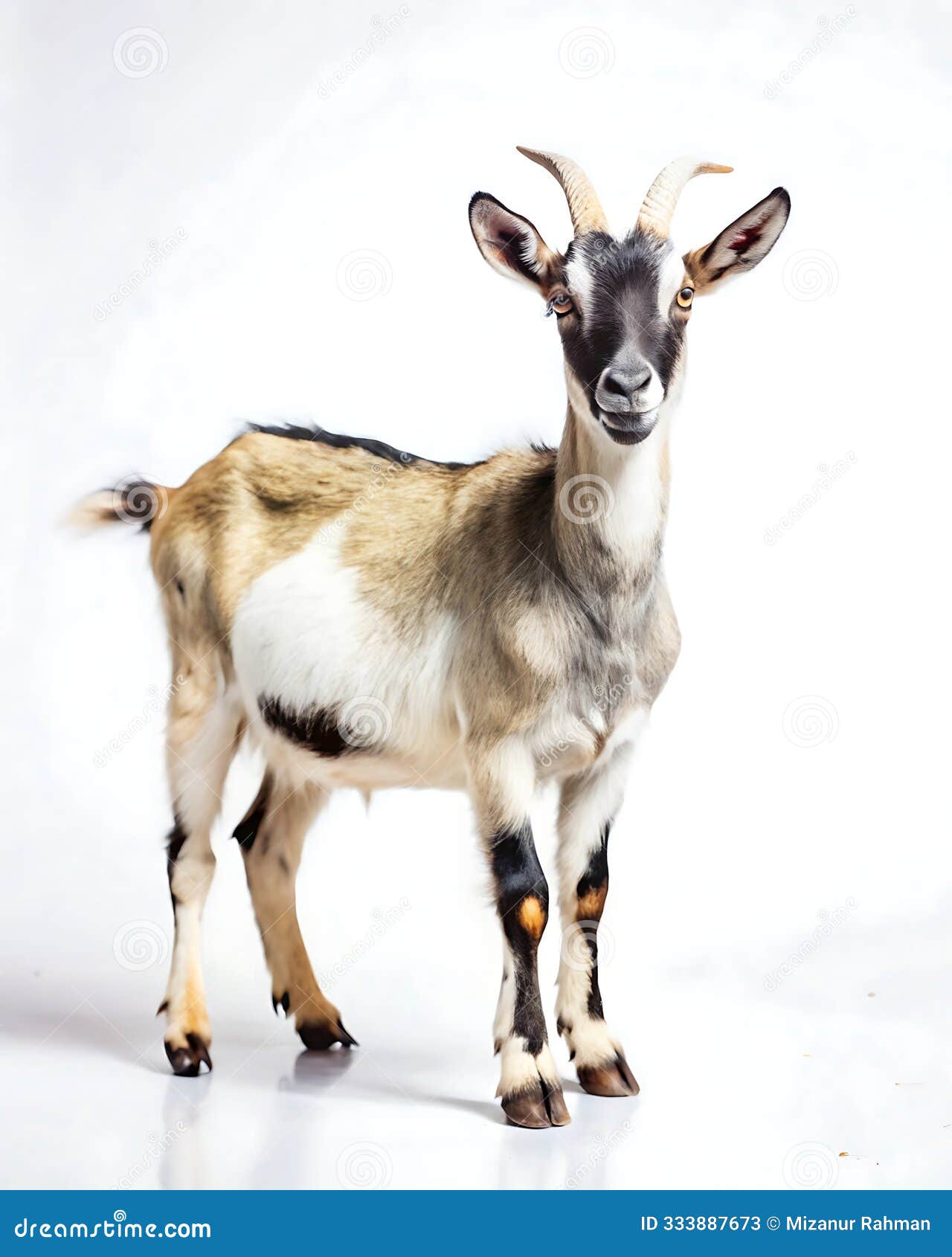 Goat white background stock illustration. Illustration of wildlife ...