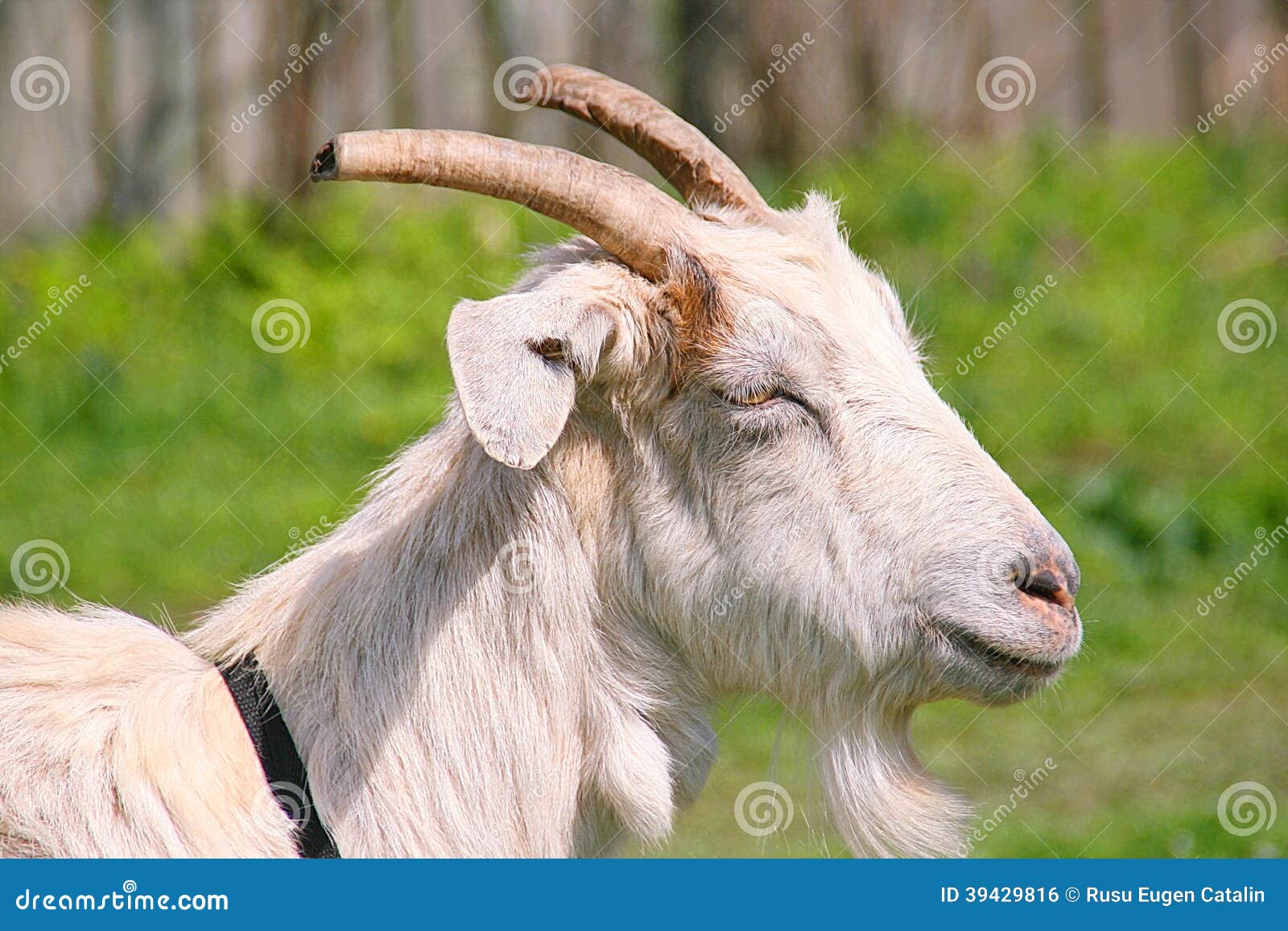 Goat On The Background Of The House Royalty-Free Stock Photography ...