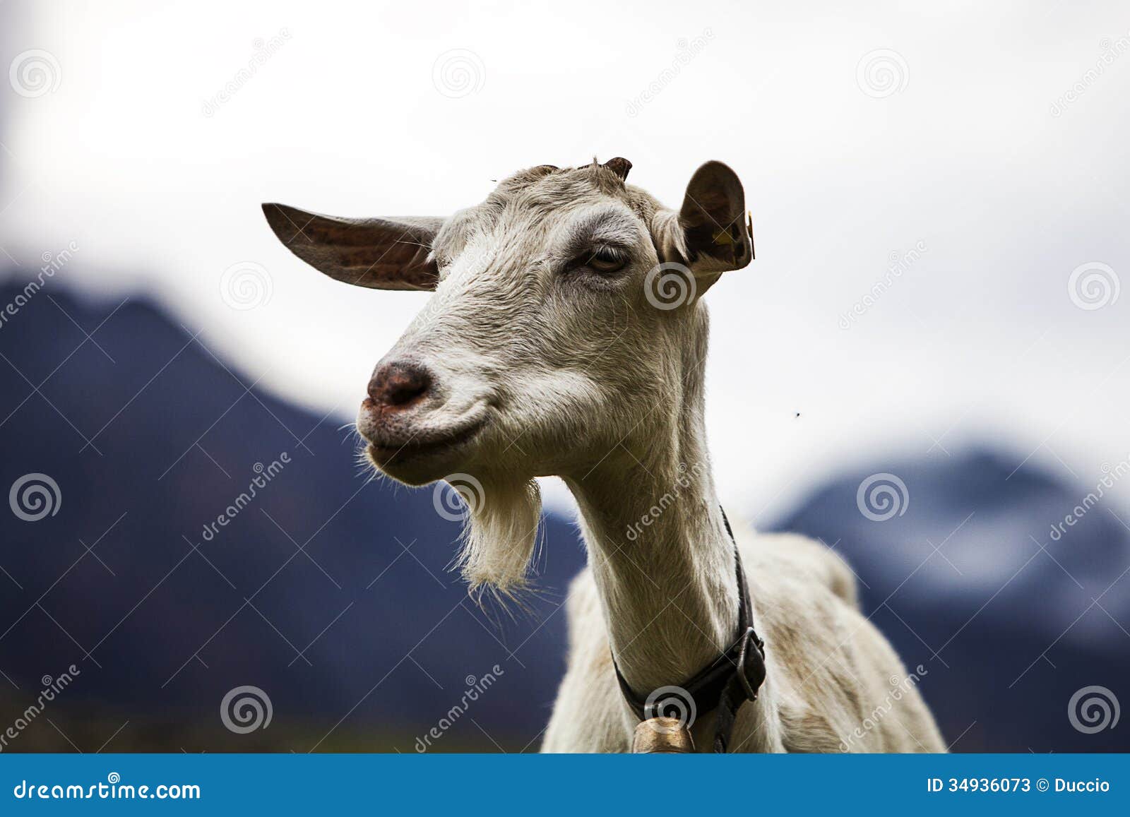 Goat stock image. Image of nature, natural, white, breeding - 34936073