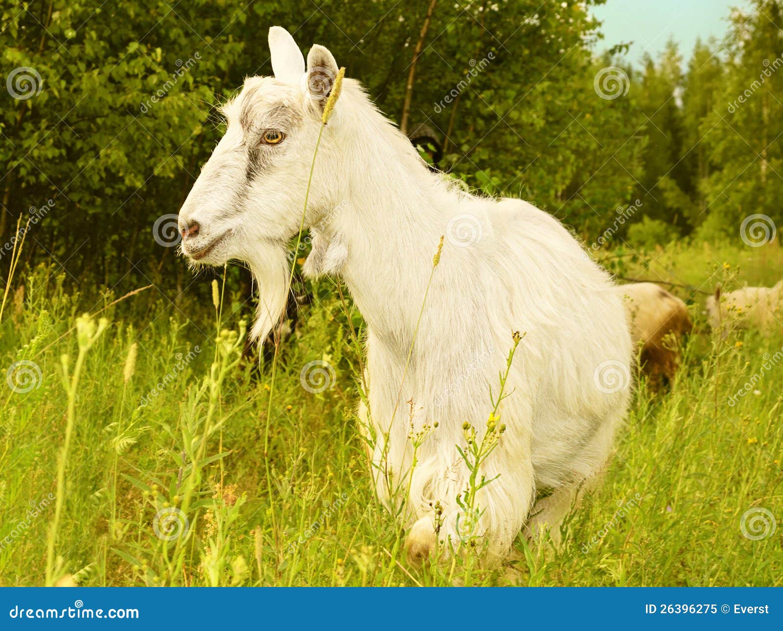 Goat White Farm Animal stock image. Image of ears, landscape - 26396275