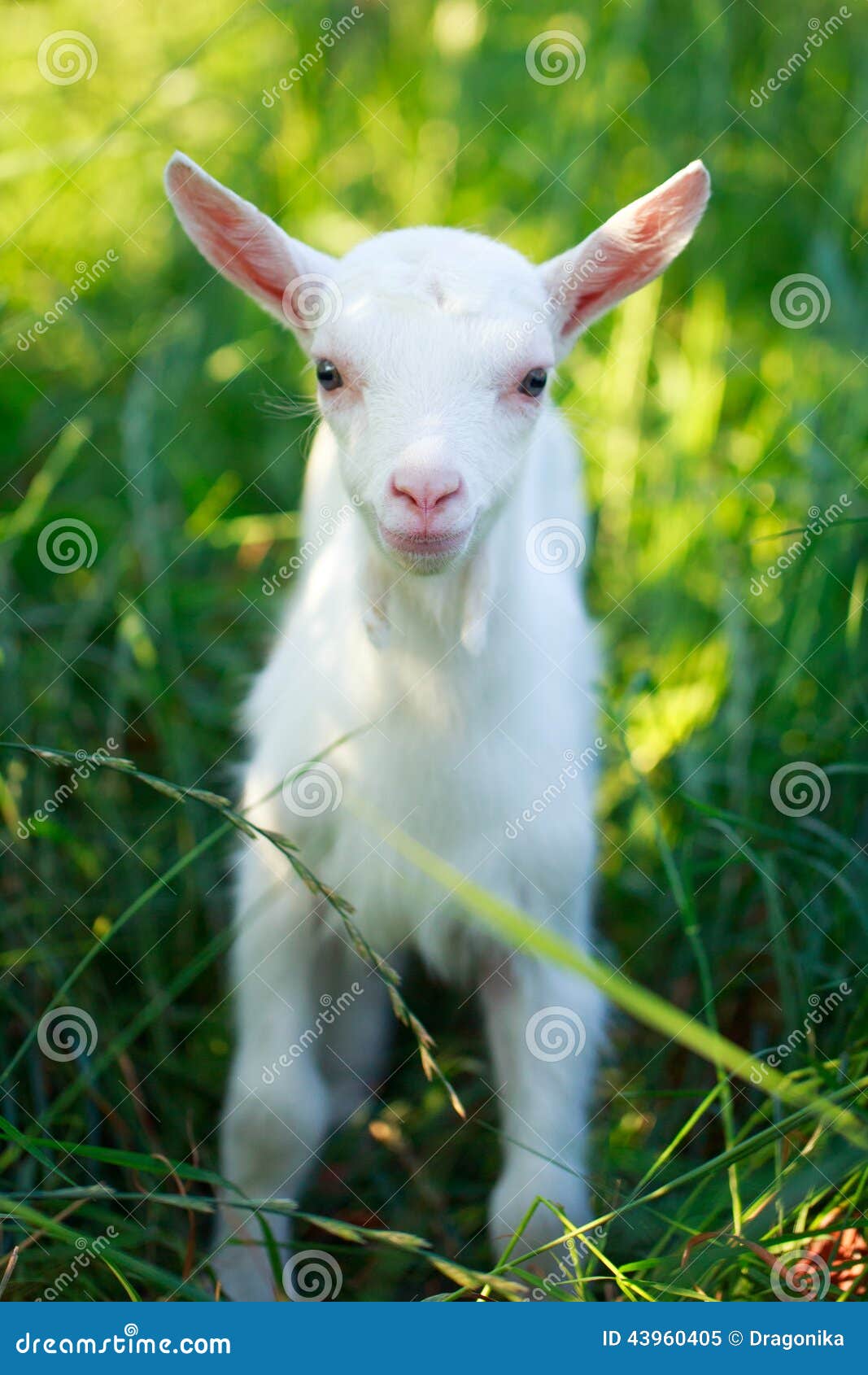 Goat stock image. Image of little, yeanling, animal, nature - 43960405
