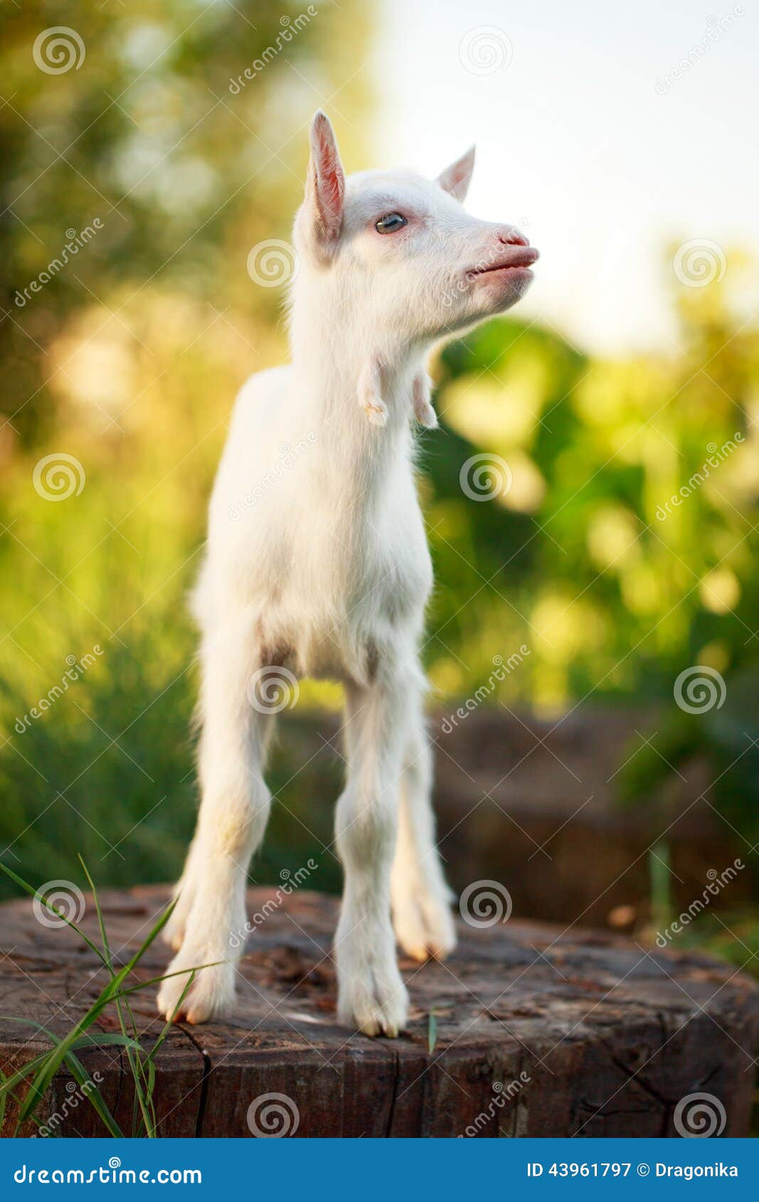 Goat stock image. Image of animal, yeanling, nature, goat - 43961797