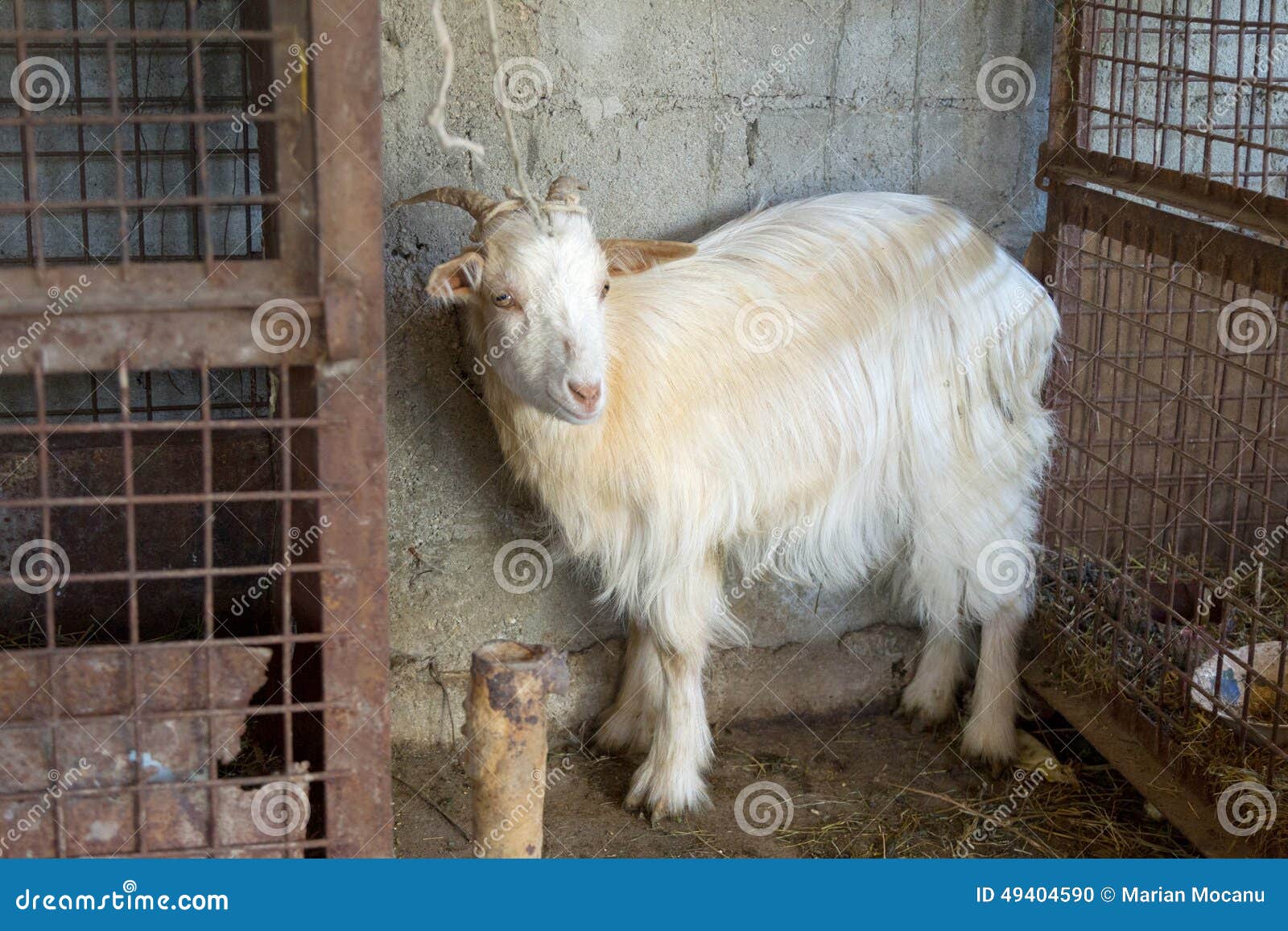 Goat stock photo. Image of goats, herd, flock, animals - 49404590