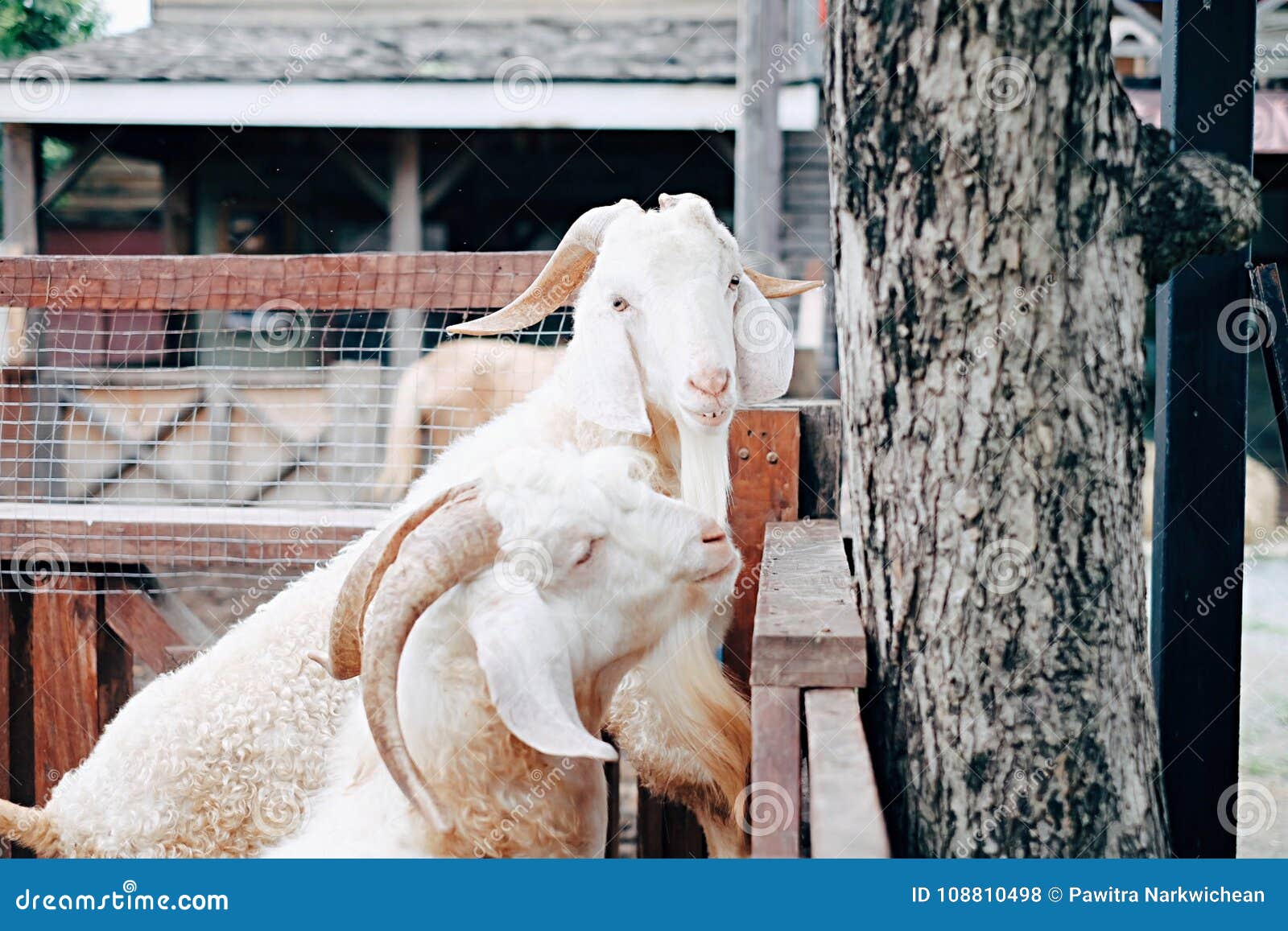 A Goat Who Focus on Camera stock photo. Image of focus - 108810498
