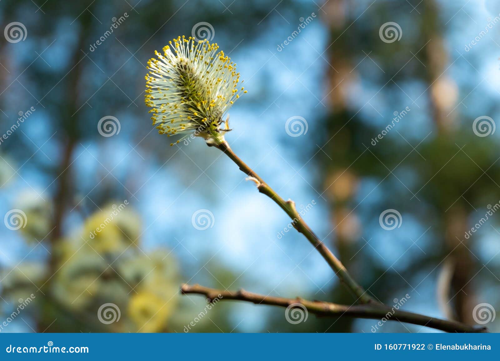 Goat Willow Catkins, Aka the Willow or Great Sallow Stock Photo - Image ...
