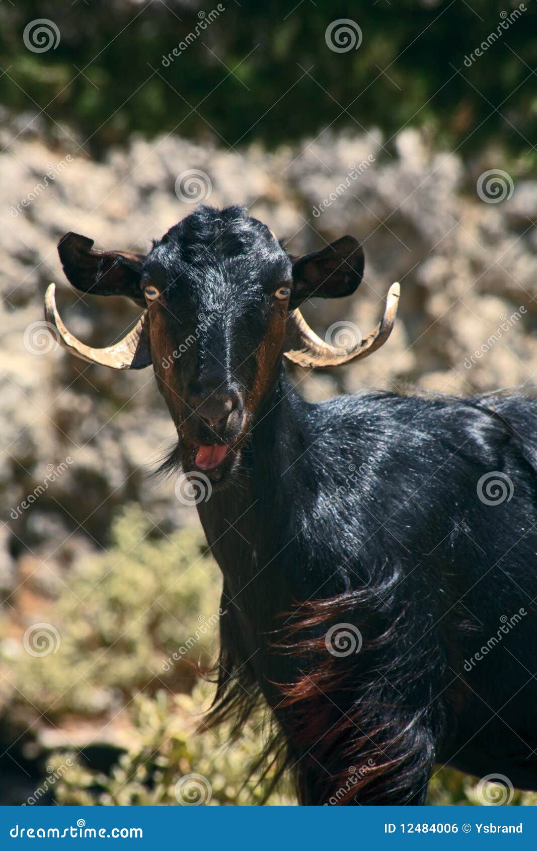 Goat in the Wind in the Cleft of Imbros, Crete Stock Photo - Image of ...
