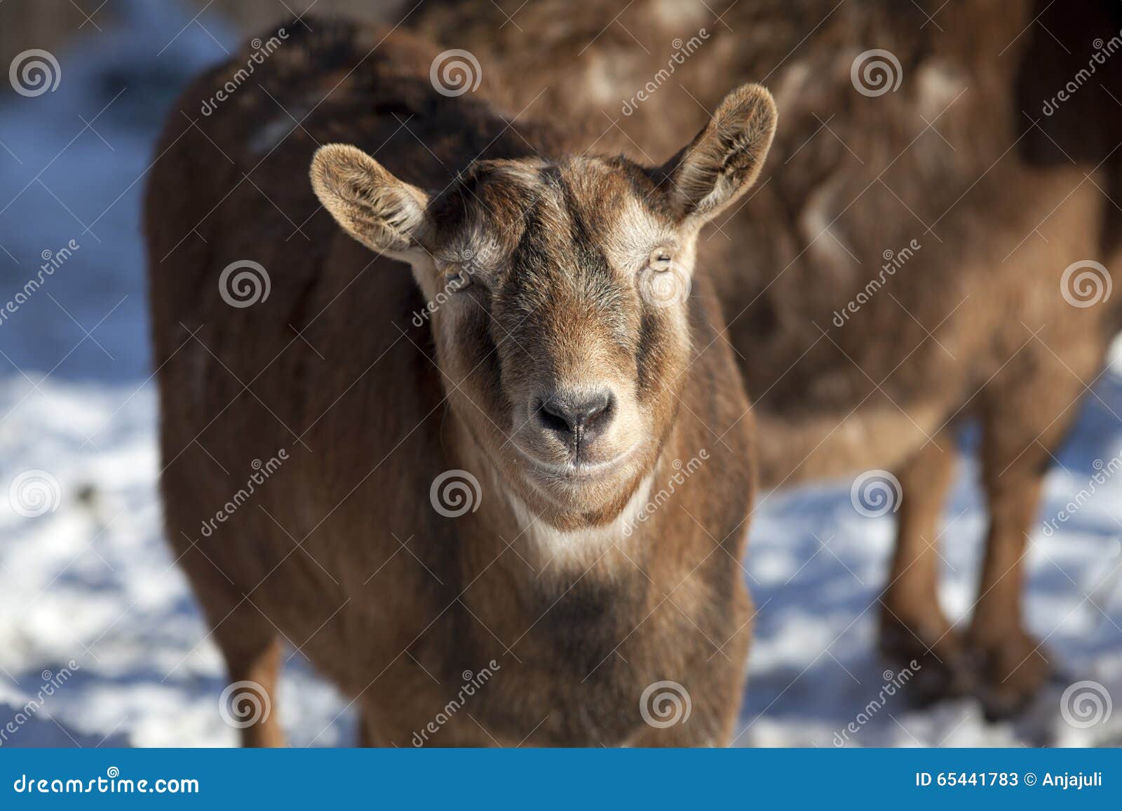 Goat in Winter on Pasture Look at Camera Portrait Stock Image - Image ...