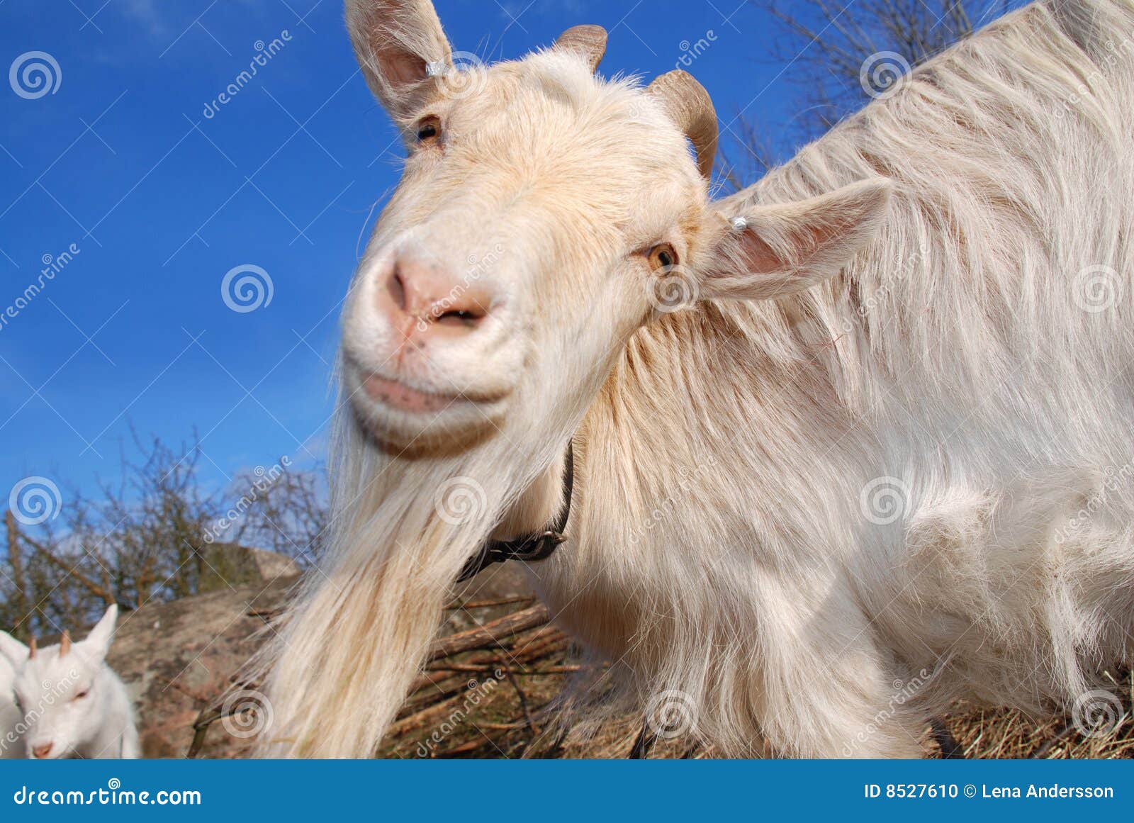Goat Mum Stock Photos - Free & Royalty-Free Stock Photos from Dreamstime
