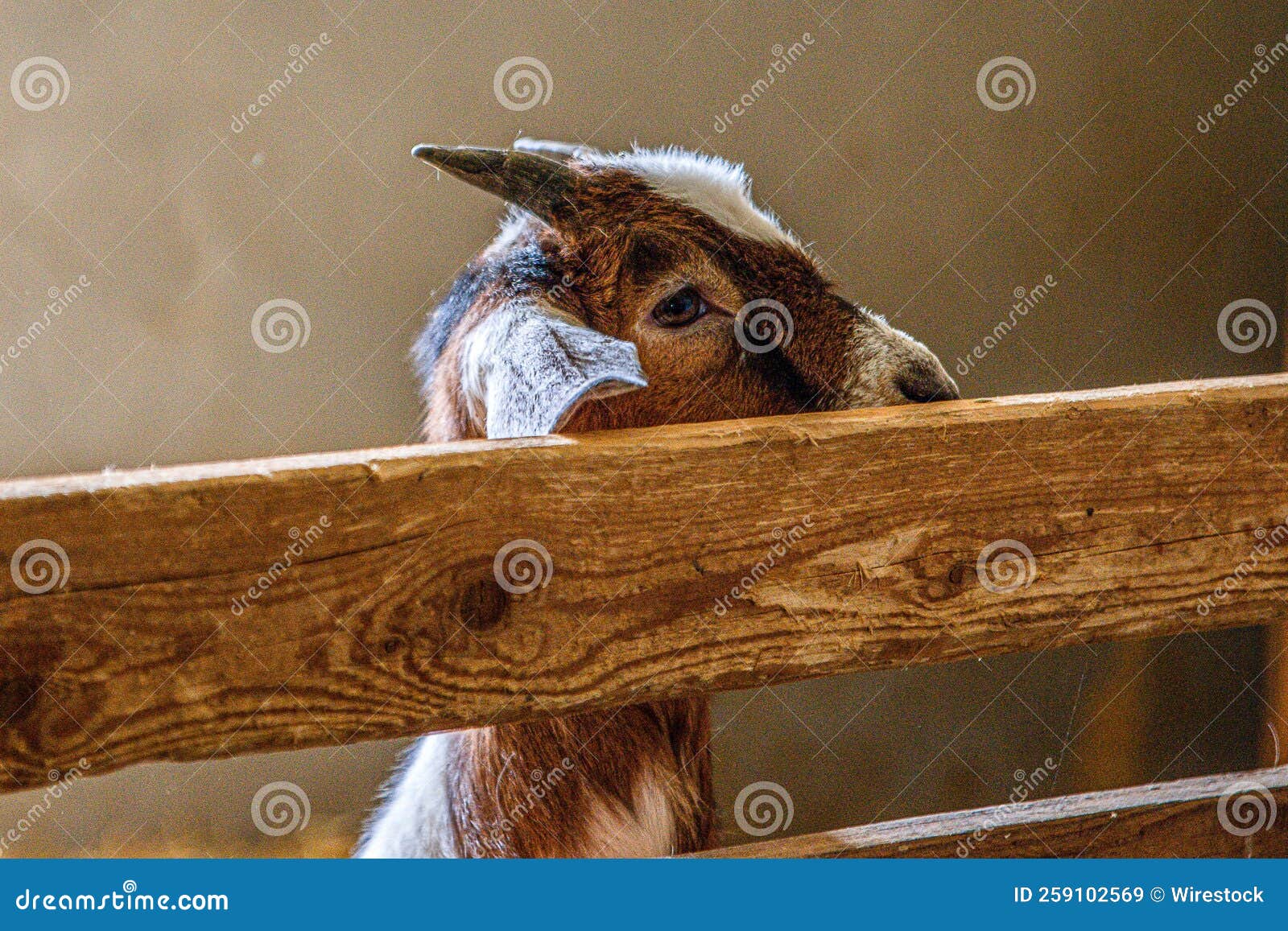 Goat in the Wooden Barn of a Farm Stock Image - Image of environment ...