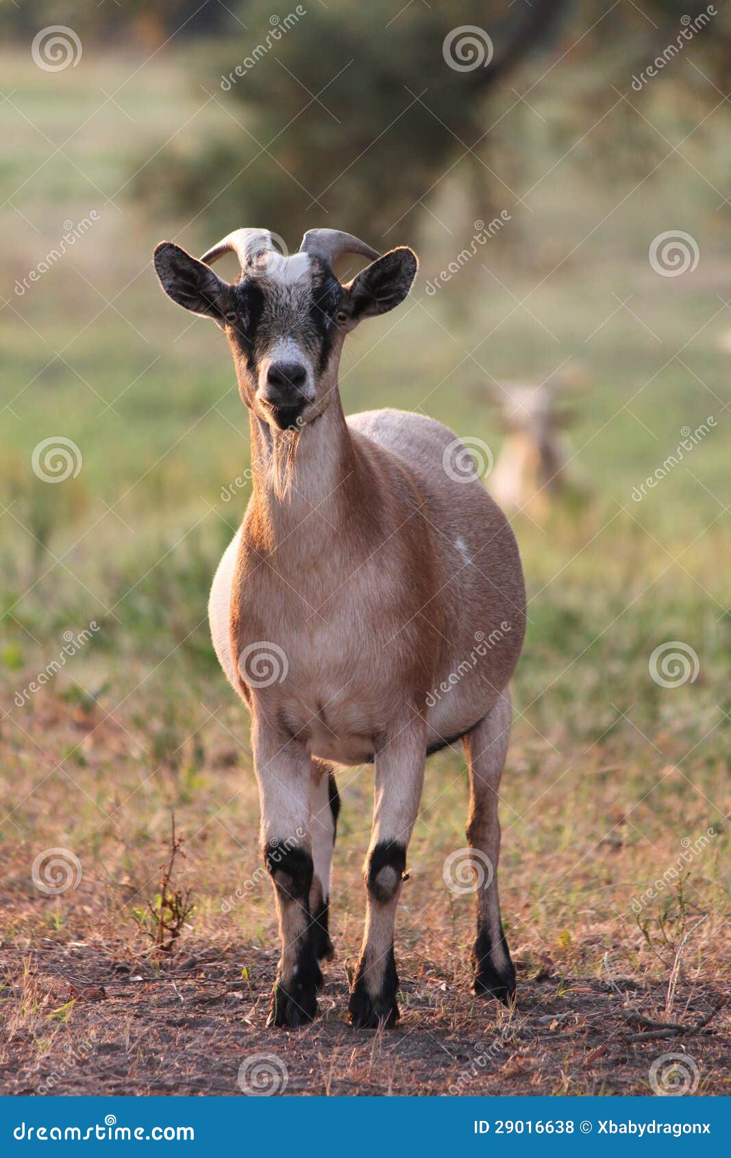 Goat in yard stock photo. Image of nubian, standing, male - 29016638