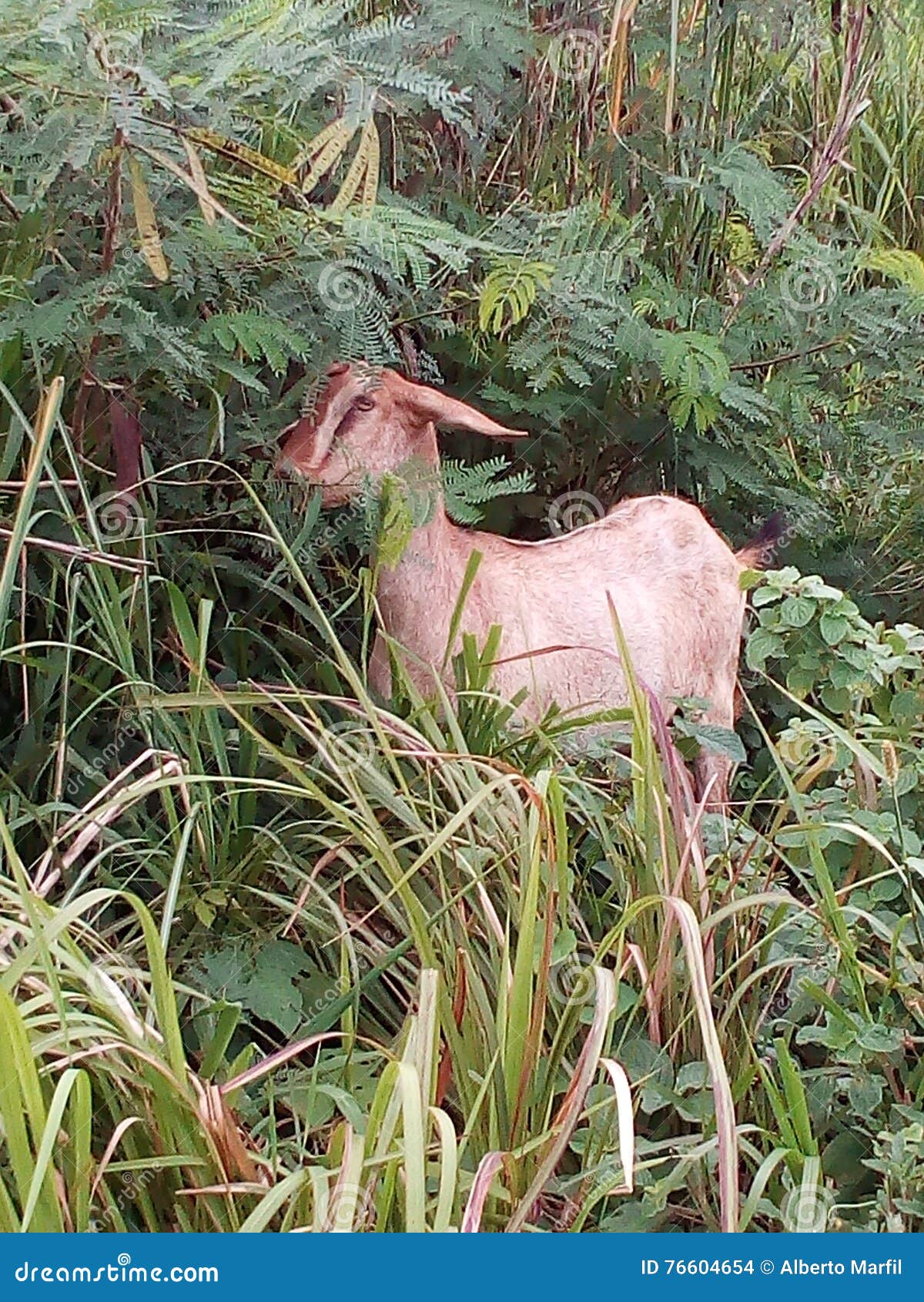 Goat stock photo. Image of fields, grass, goat, yards - 76604654