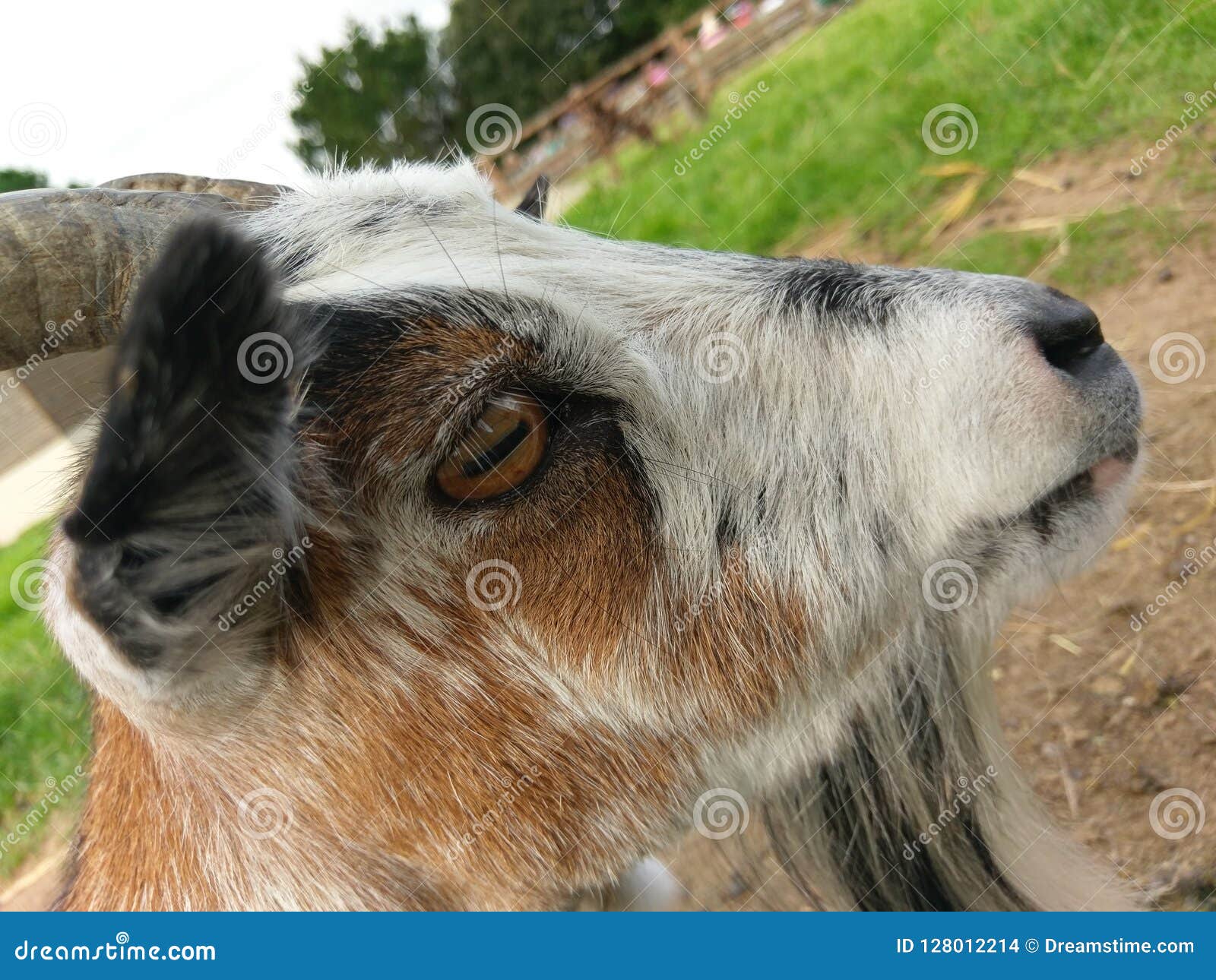 Goat at the zoo stock photo. Image of hello, scream - 128012214