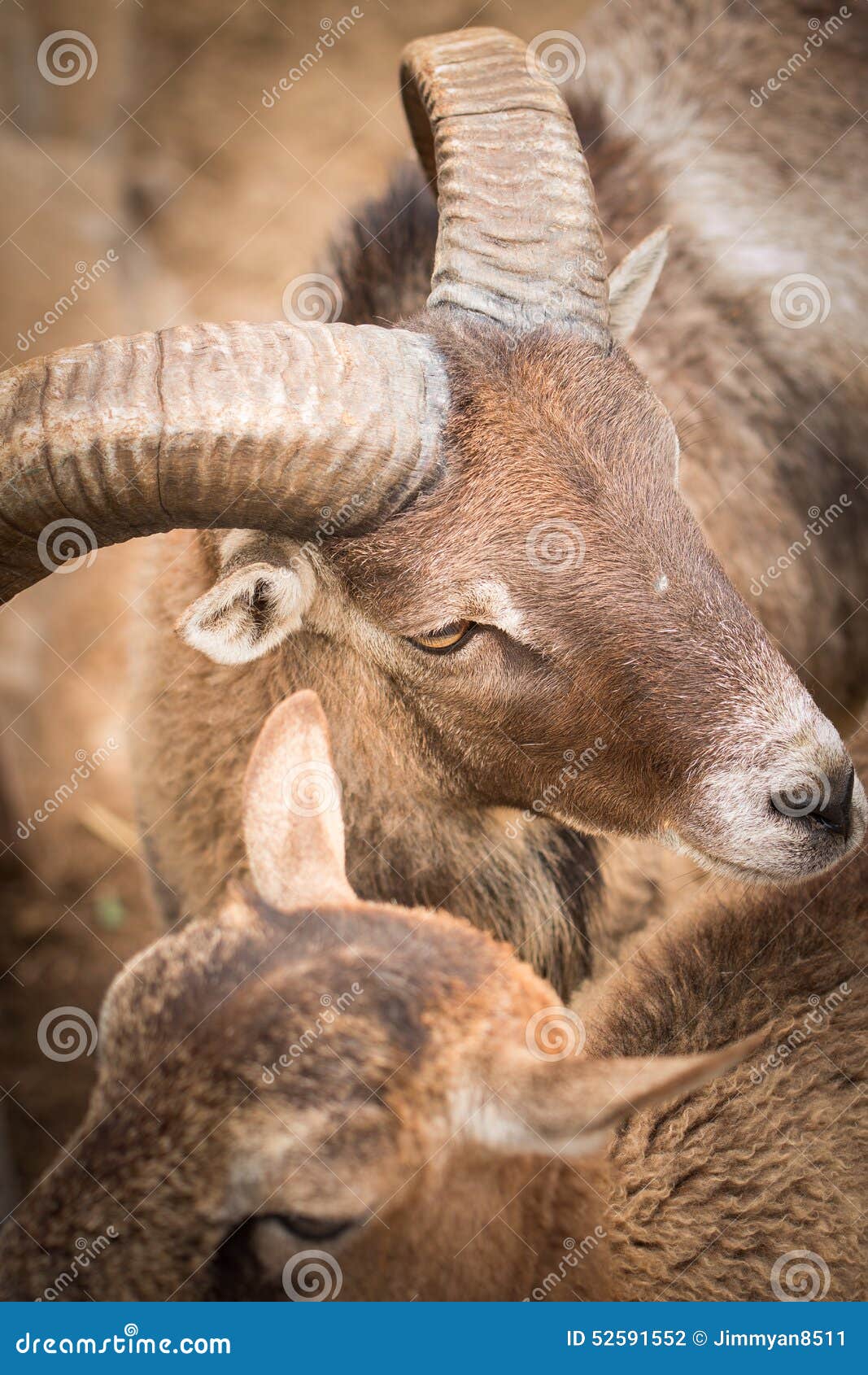Goat stock photo. Image of nature, herbivorous, conservation - 52591552
