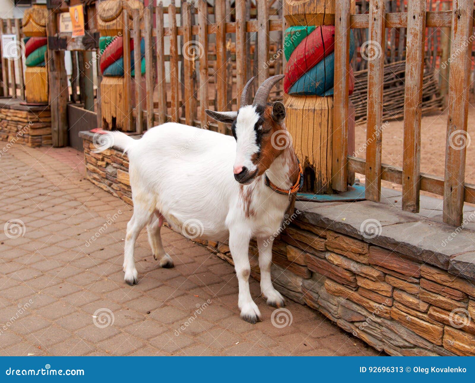 Goat in the Zoo stock image. Image of ranch, nature, animal - 92696313