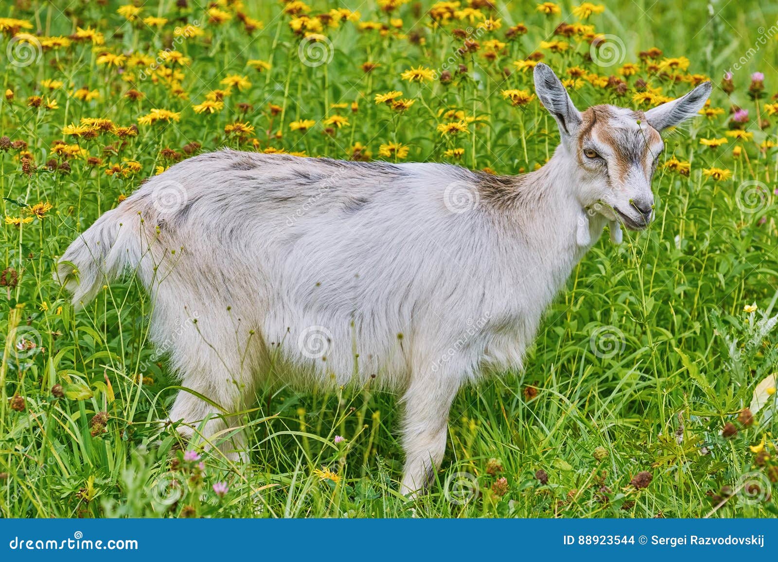 Goatee on Lea stock photo. Image of outdoor, husbandry - 88923544