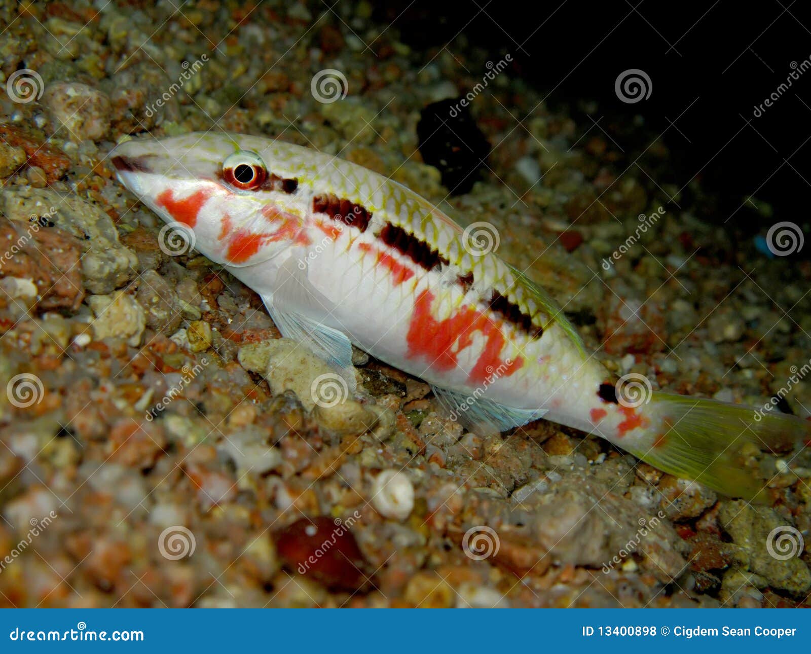 Goatfish stock photo. Image of ocean, longbarbel, explore - 13400898