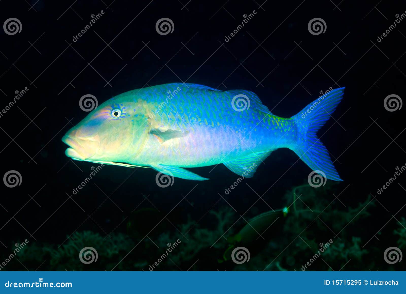 Goatfish stock image. Image of pacific, nature, beauty - 15715295
