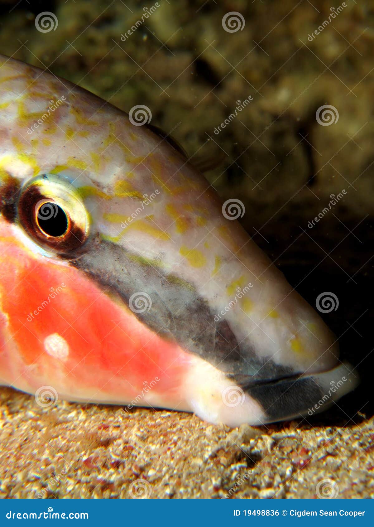 Goatfish stock photo. Image of anemonefish, animal, dream - 19498836