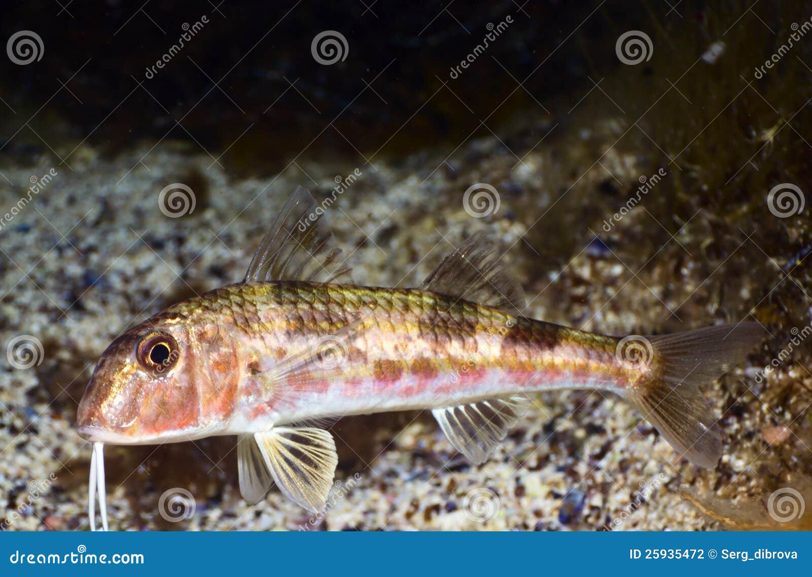 Goatfish stock photo. Image of background, macro, wild - 25935472