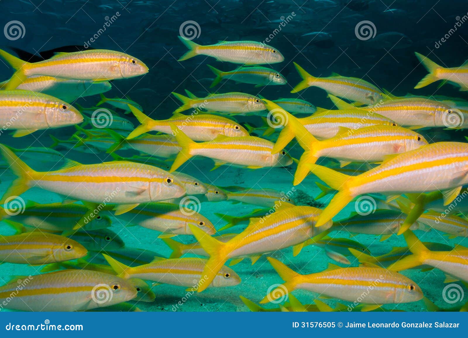 Goatfish stock image. Image of chub, grunt, ocean, fish - 31576505