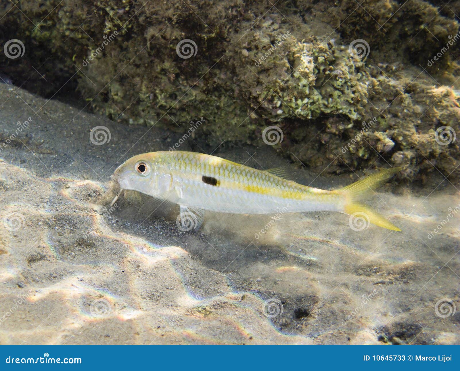Goatfish in red sea stock image. Image of eating, aquarius - 10645733