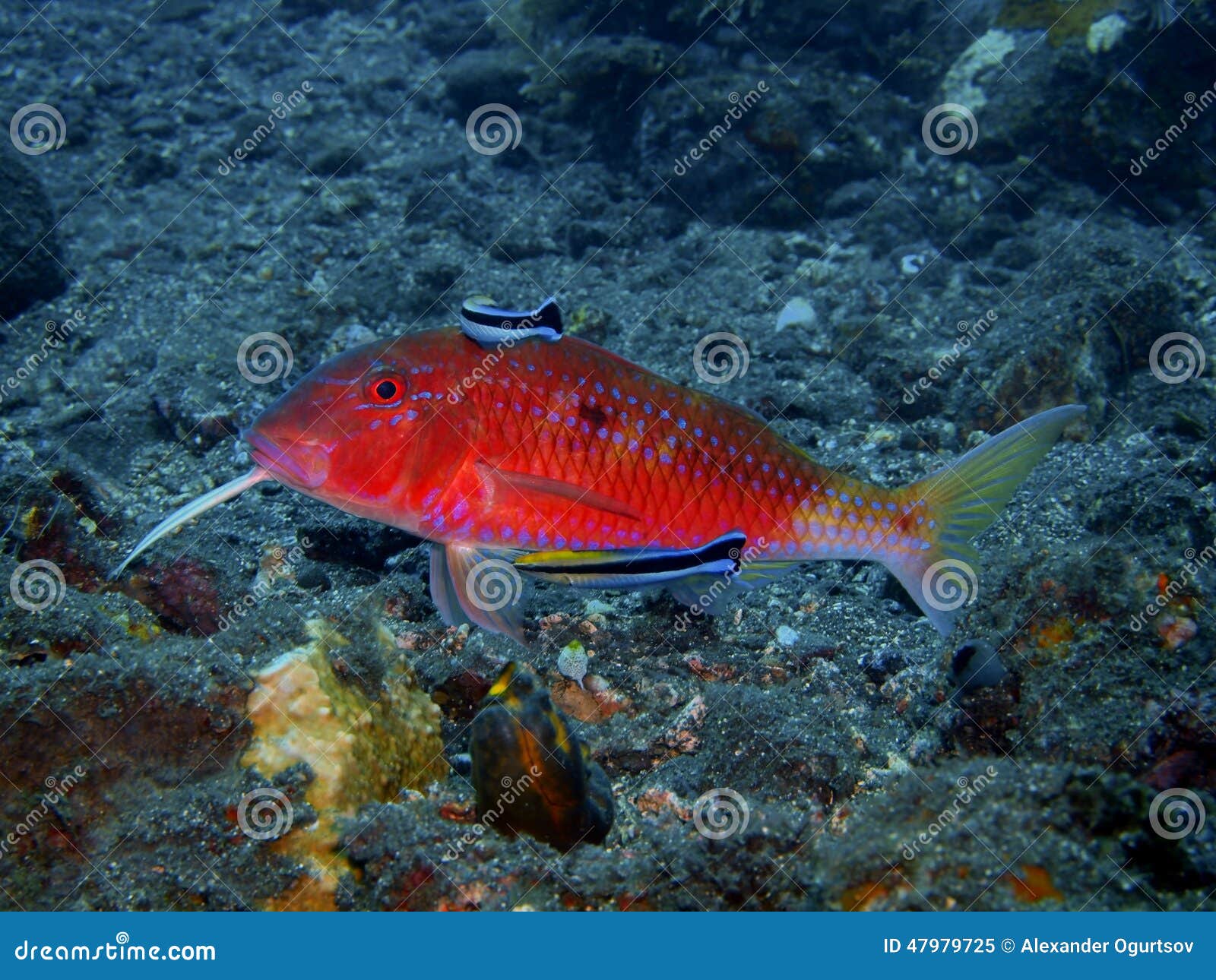 Goatfish stock image. Image of world, dive, underwater - 47979725