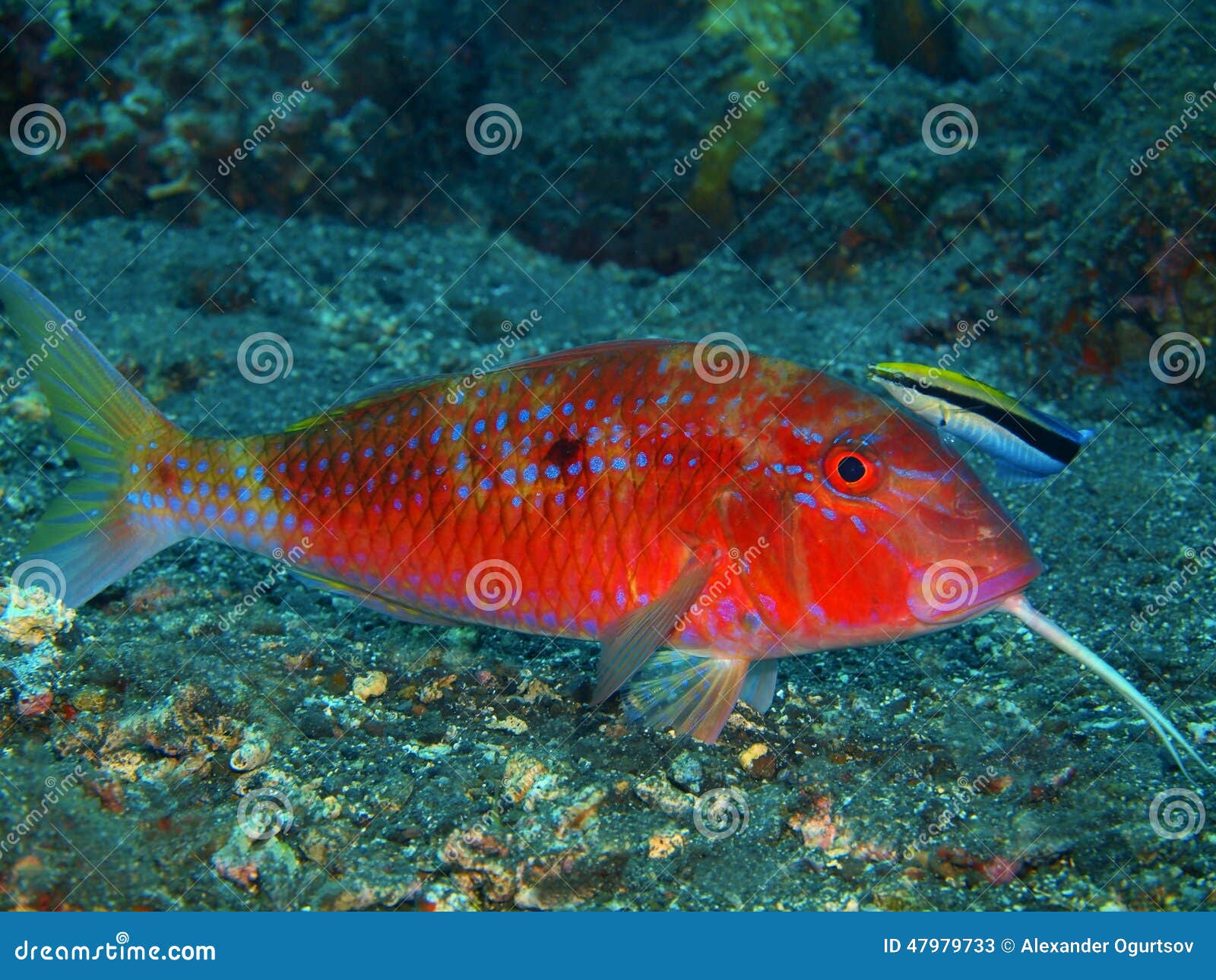 Goatfish stock image. Image of dive, animal, tropic, ecosystem - 47979733