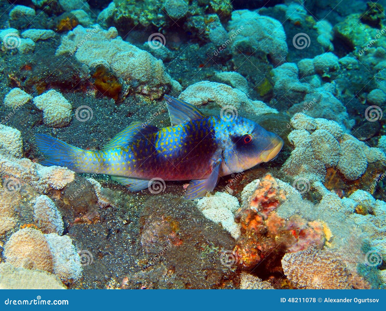 Goatfish stock photo. Image of nature, animal, tropic - 48211078