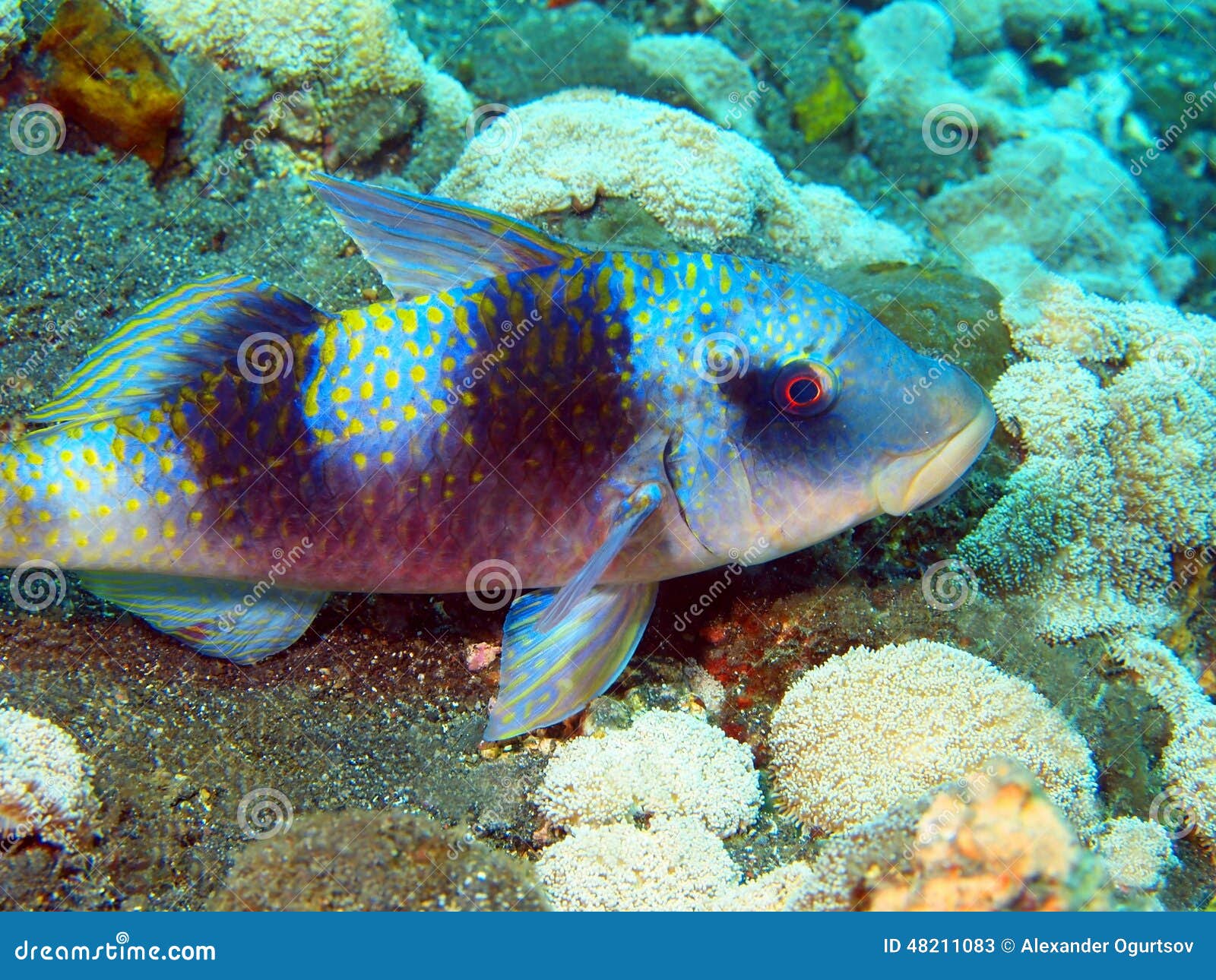 Goatfish stock image. Image of fish, tropic, nature, goatfish - 48211083