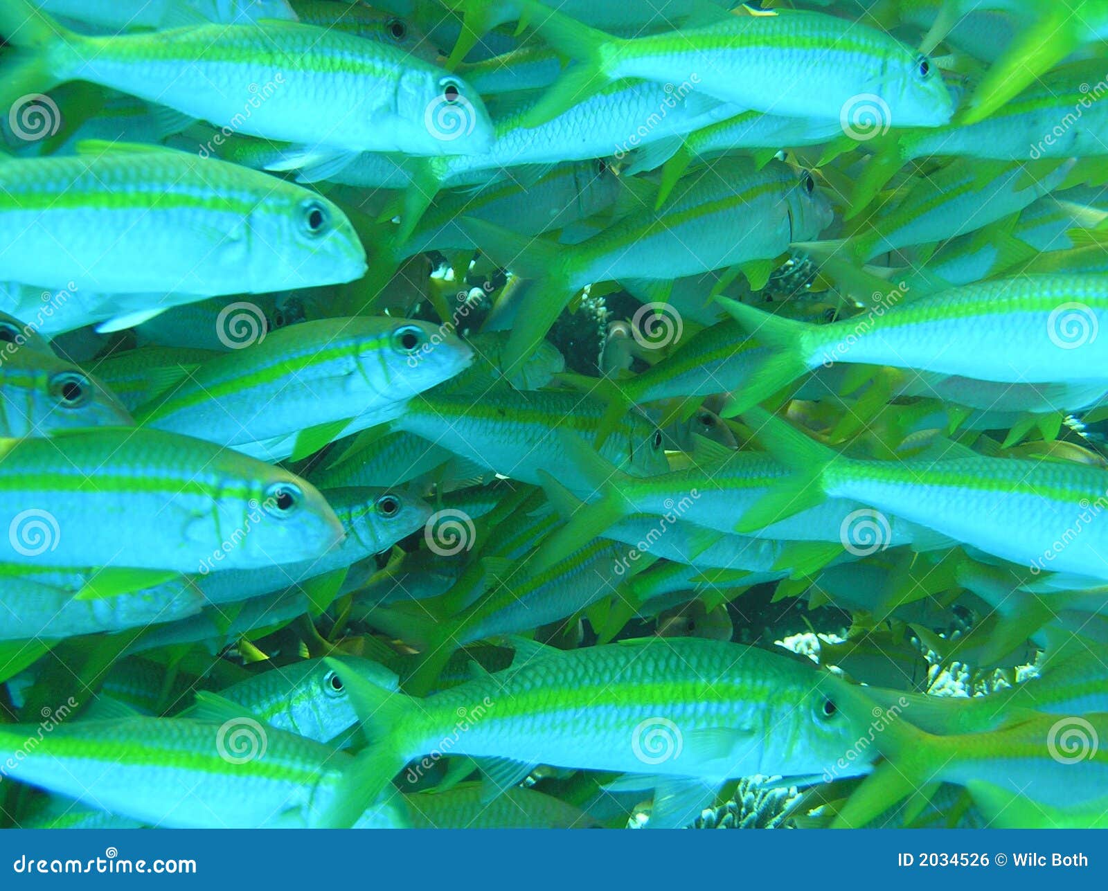 Goatfish1 stock photo. Image of fish, yellow, scuba, diving - 2034526