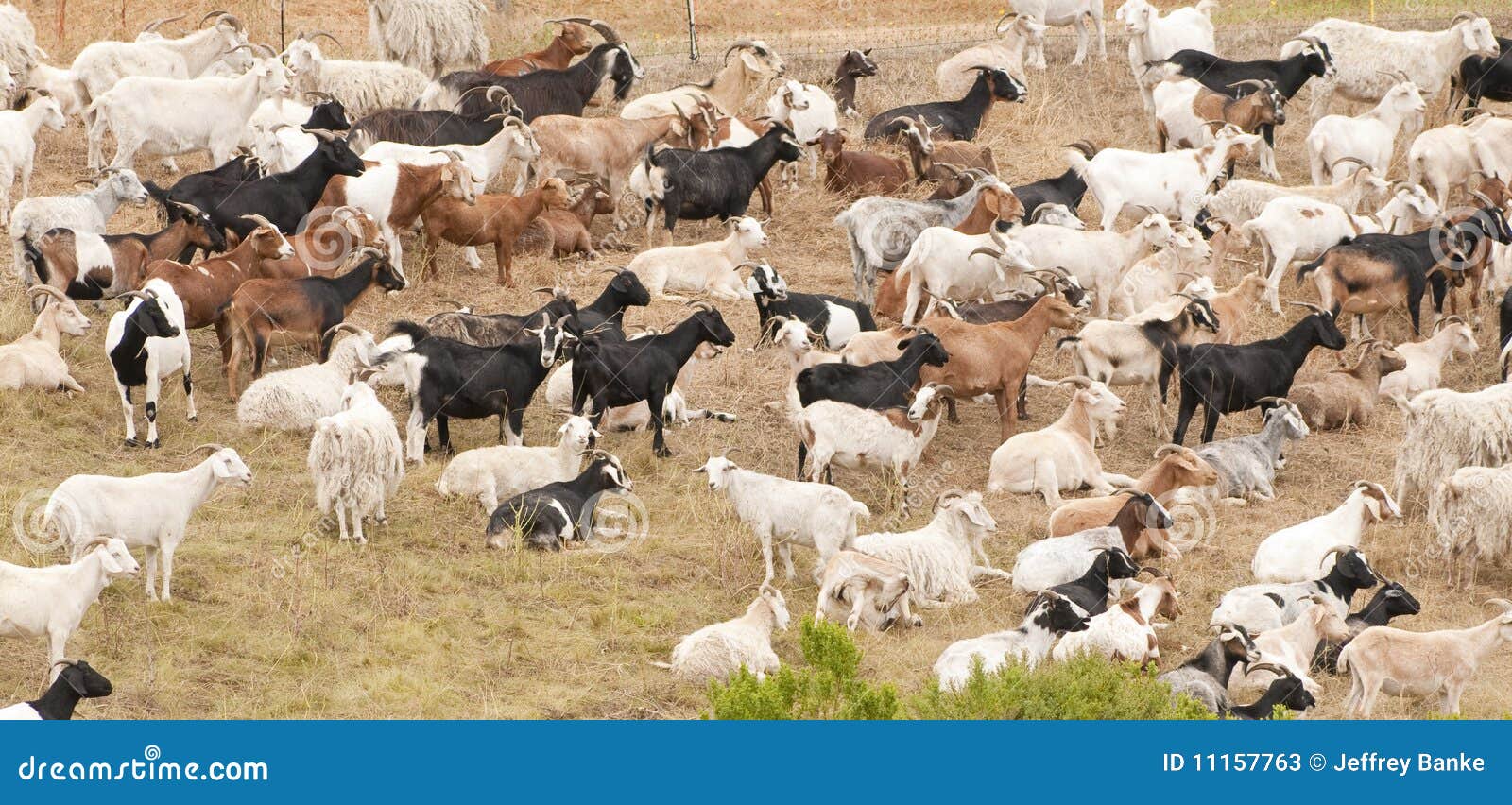 Goatherd stock image. Image of hoofed, herbivore, animals - 11157763