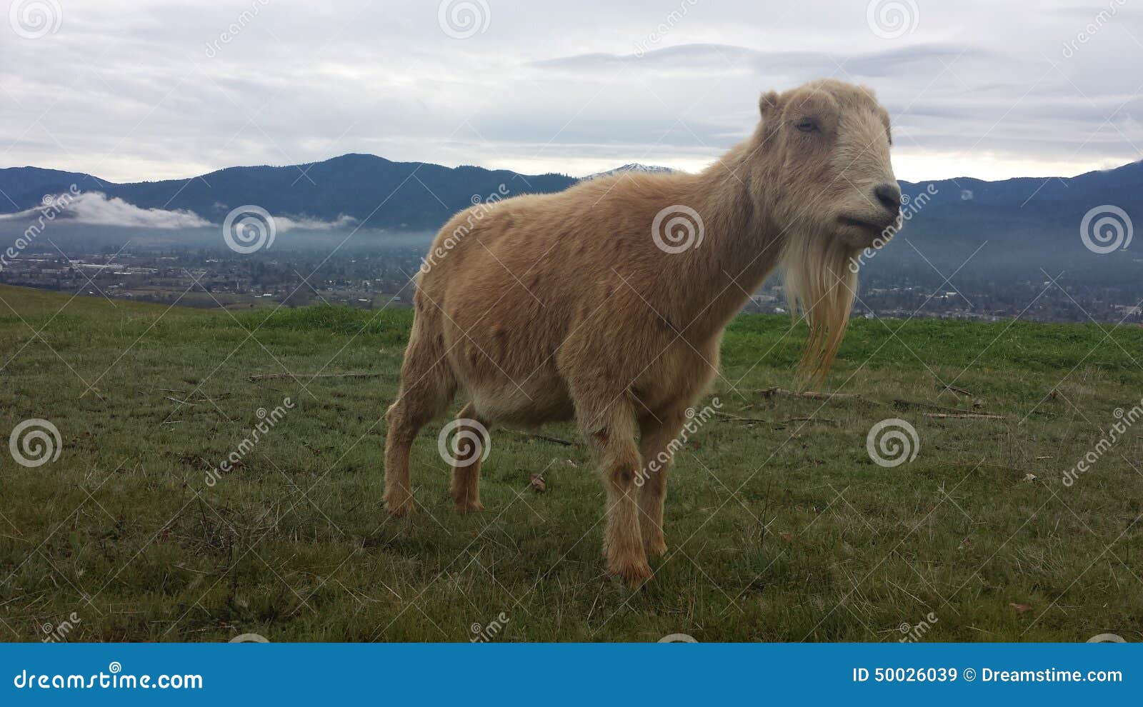 Goatley the Third stock image. Image of goats, ashland - 50026039