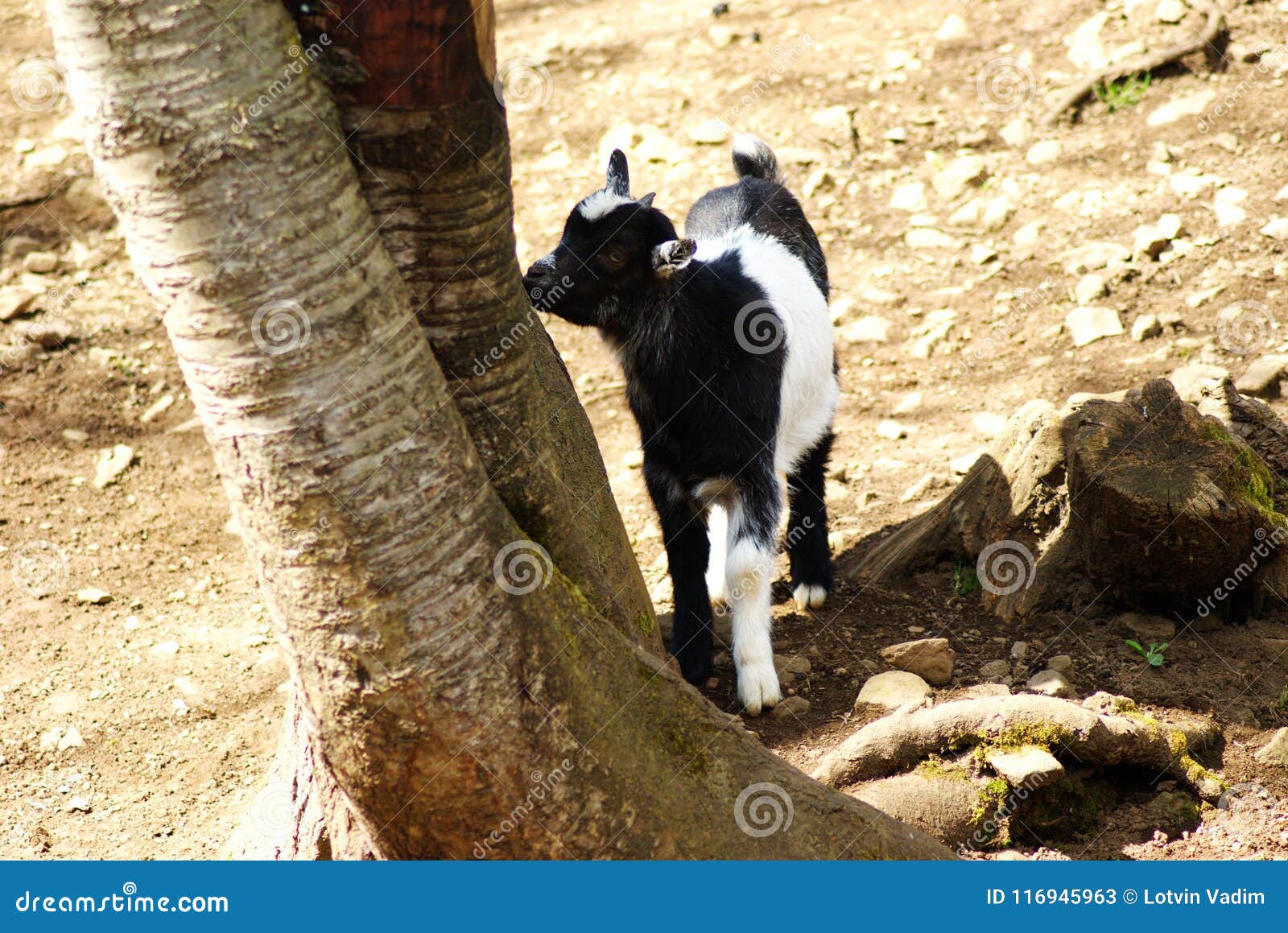 Goatling imagem de stock. Imagem de caprichos, animais - 116945963