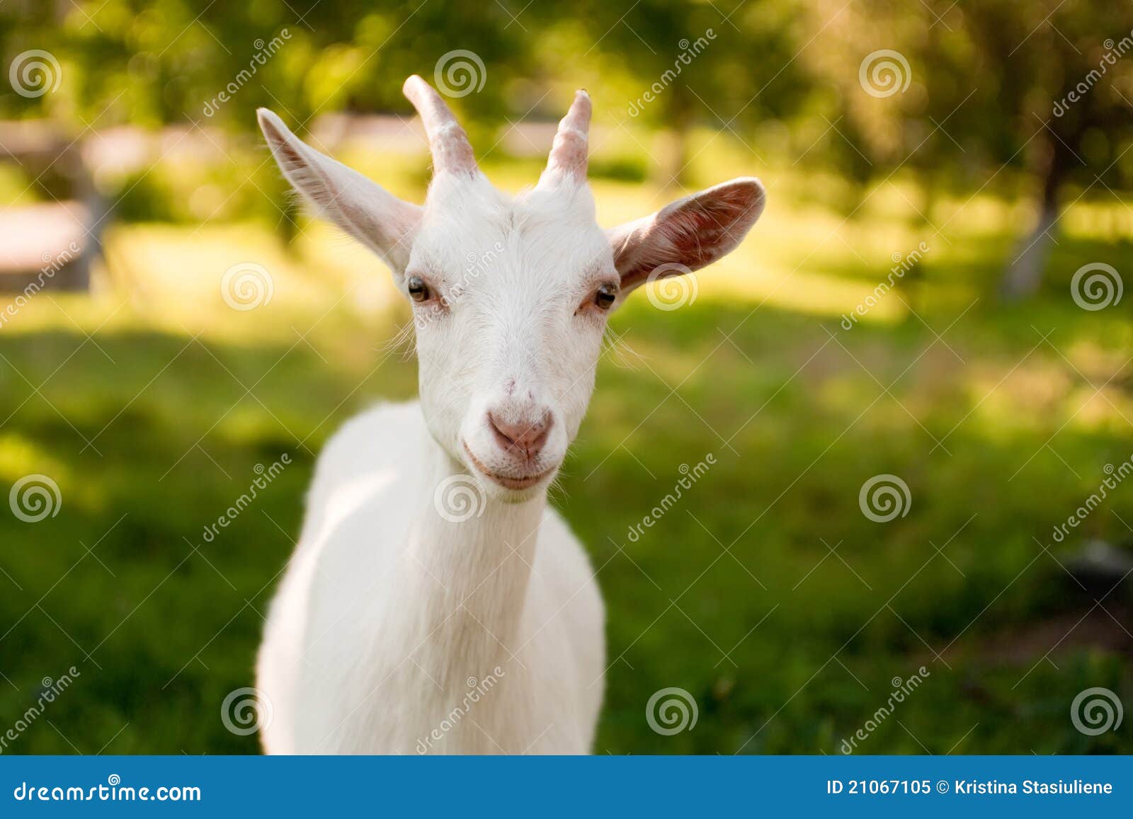 Goatling stock image. Image of goat, farm, furry, animal - 21067105