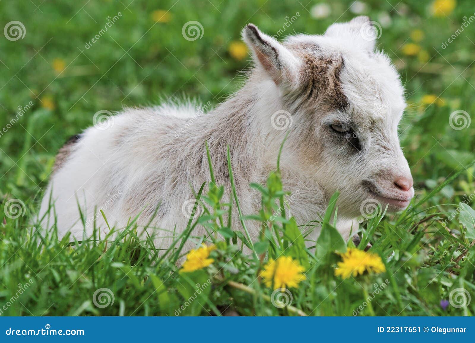Goatling stock image. Image of young, shadow, domestic - 22317651